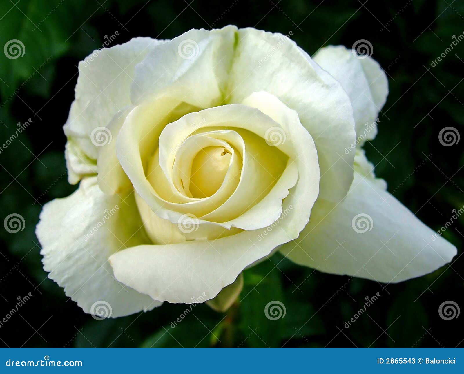 Capullo de rosa imagen de archivo. Imagen de rosas, planta - 2865543