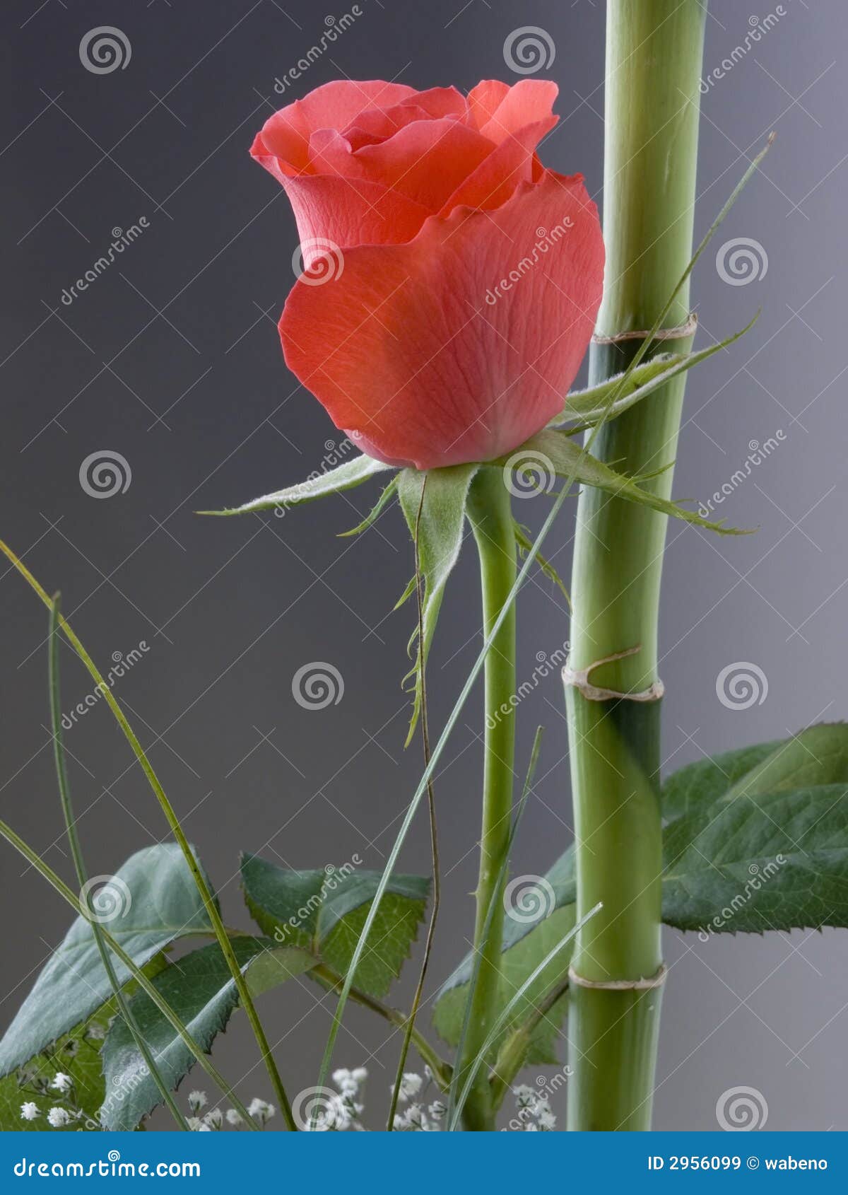 Capullo de rosa imagen de archivo. Imagen de hermoso, verde - 2956099