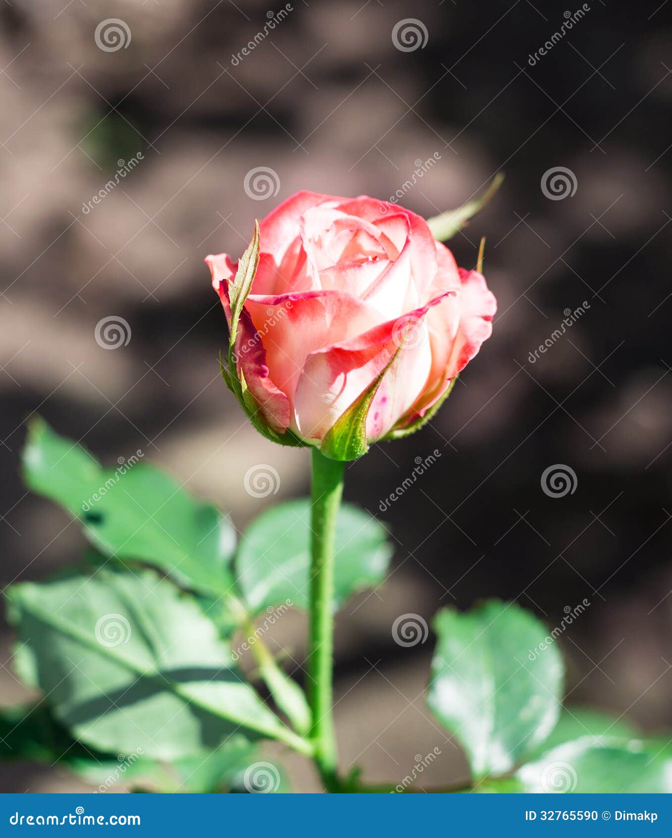 Capullo de rosa foto de archivo. Imagen de rosa, fresco - 32765590