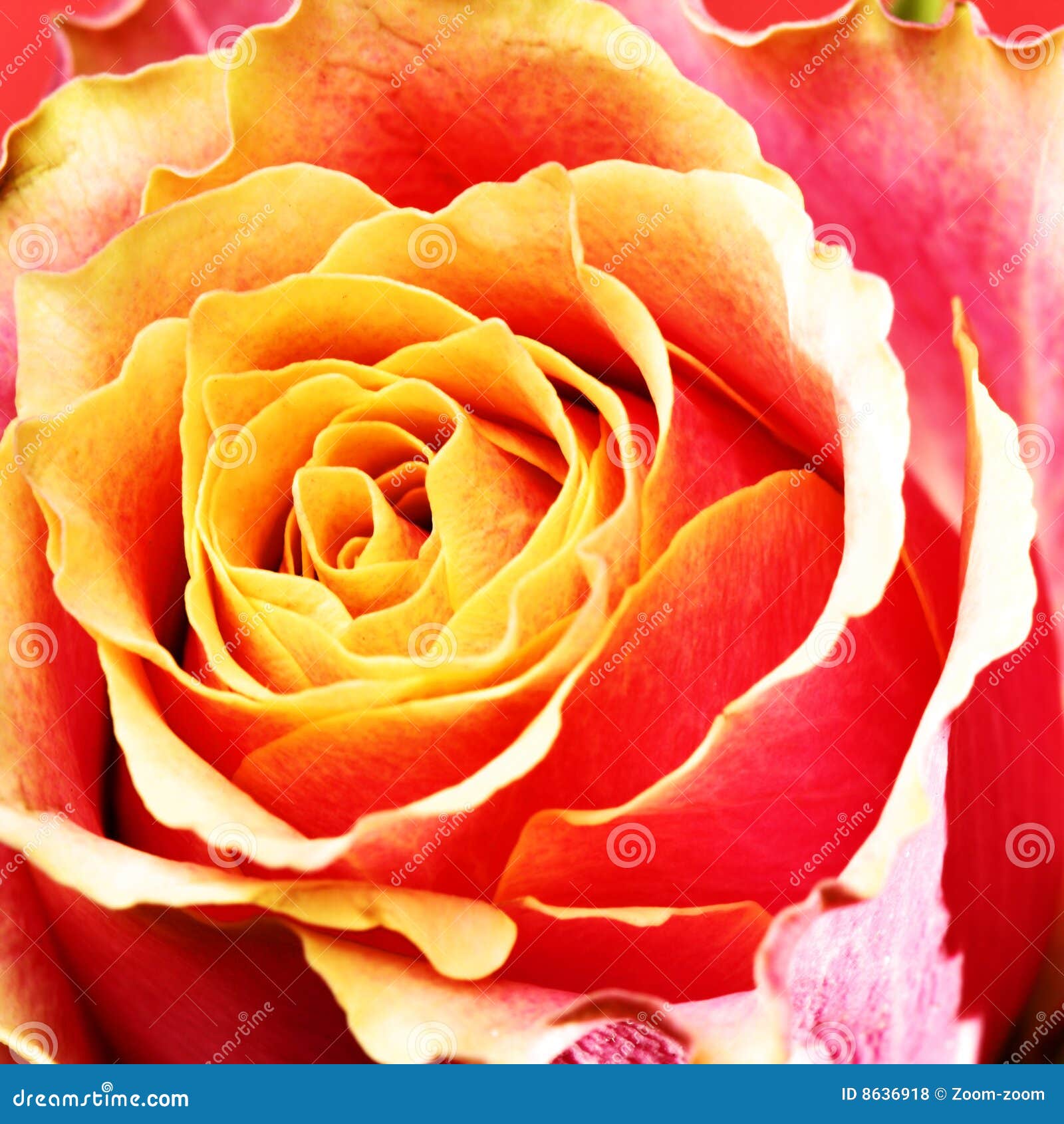 Capullo de rosa foto de archivo. Imagen de cierre, rosa - 8636918