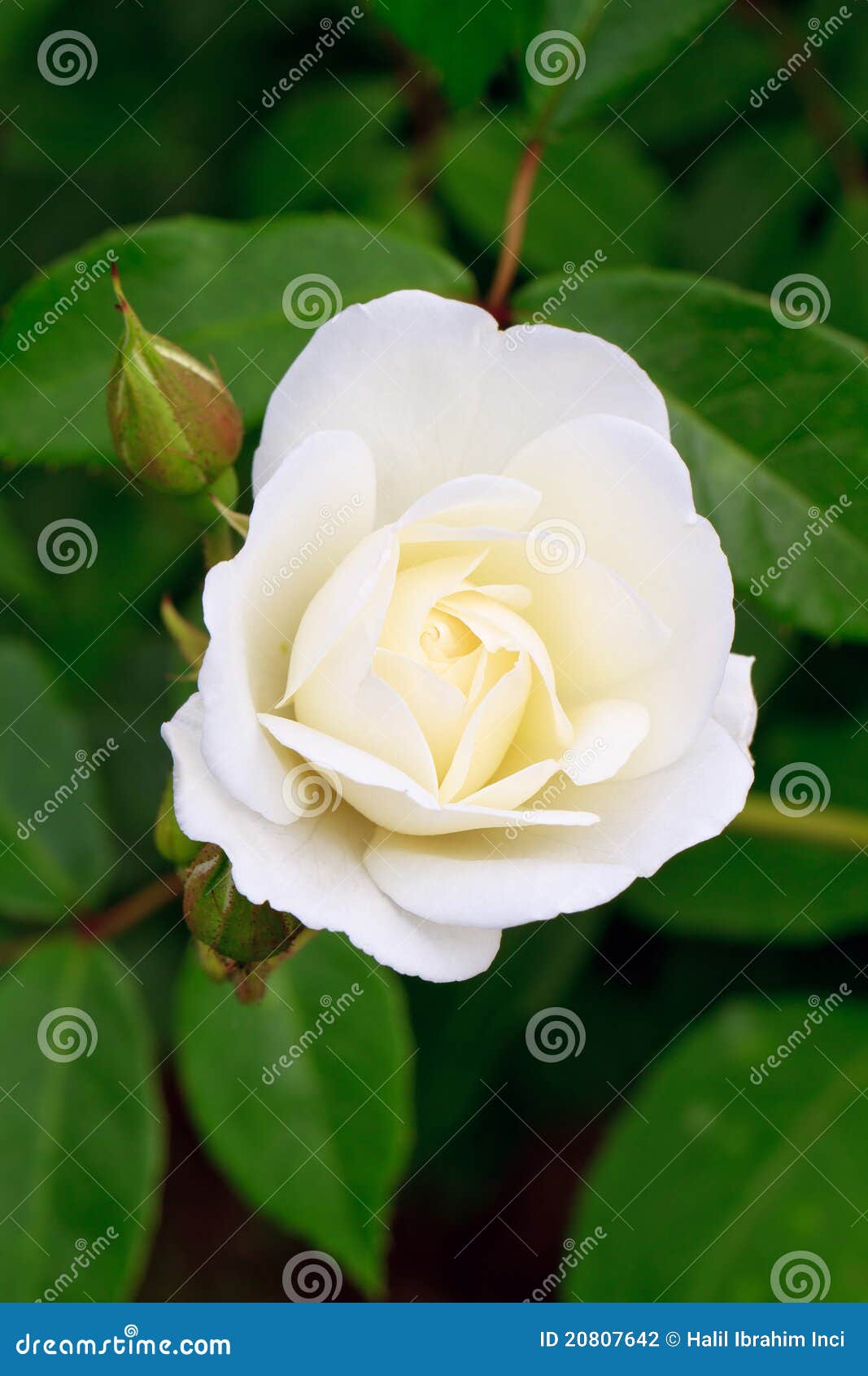 Capullo De Rosa Color De Rosa Del Blanco Foto de archivo - Imagen de ...