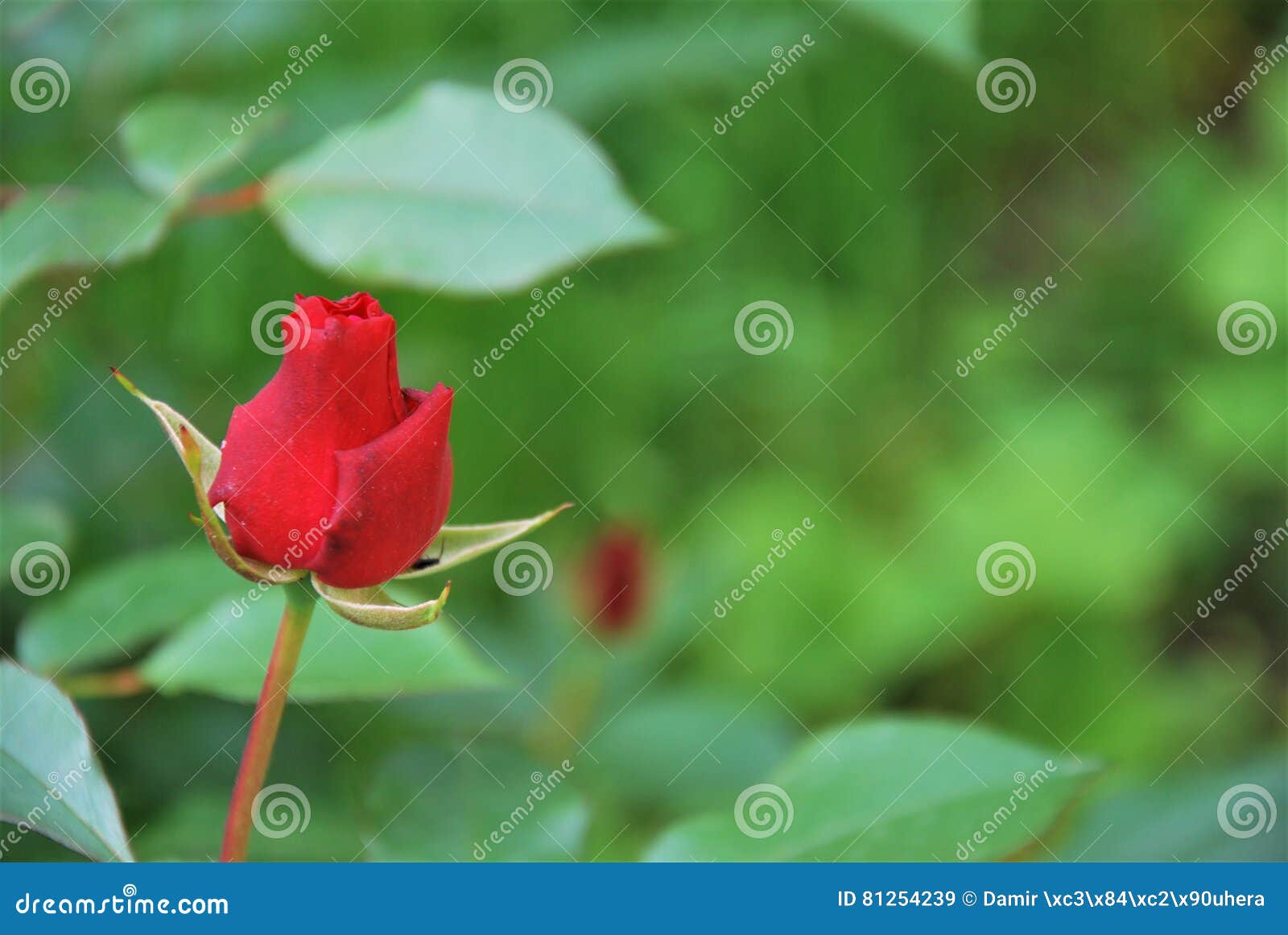Capullo de rosa rojo imagen de archivo. Imagen de campo - 81254239