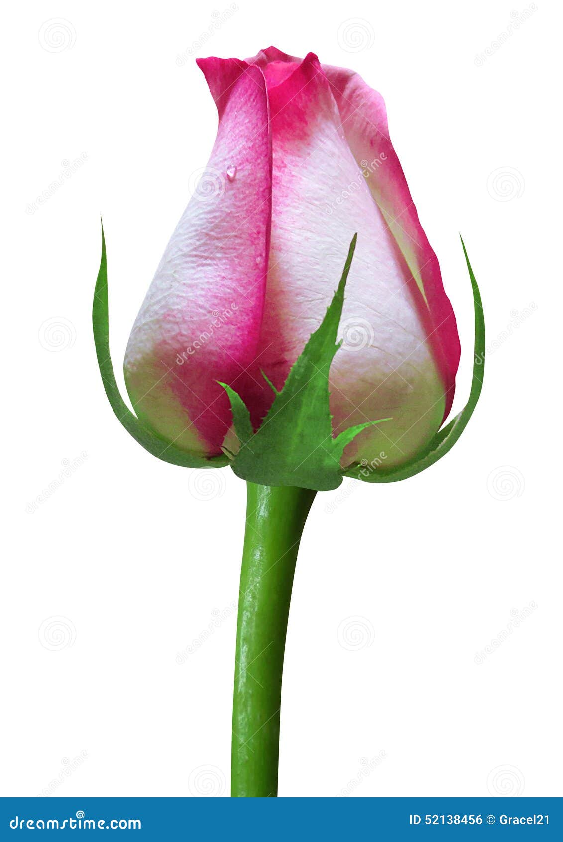 Capullo de rosa rosado foto de archivo. Imagen de floral - 52138456