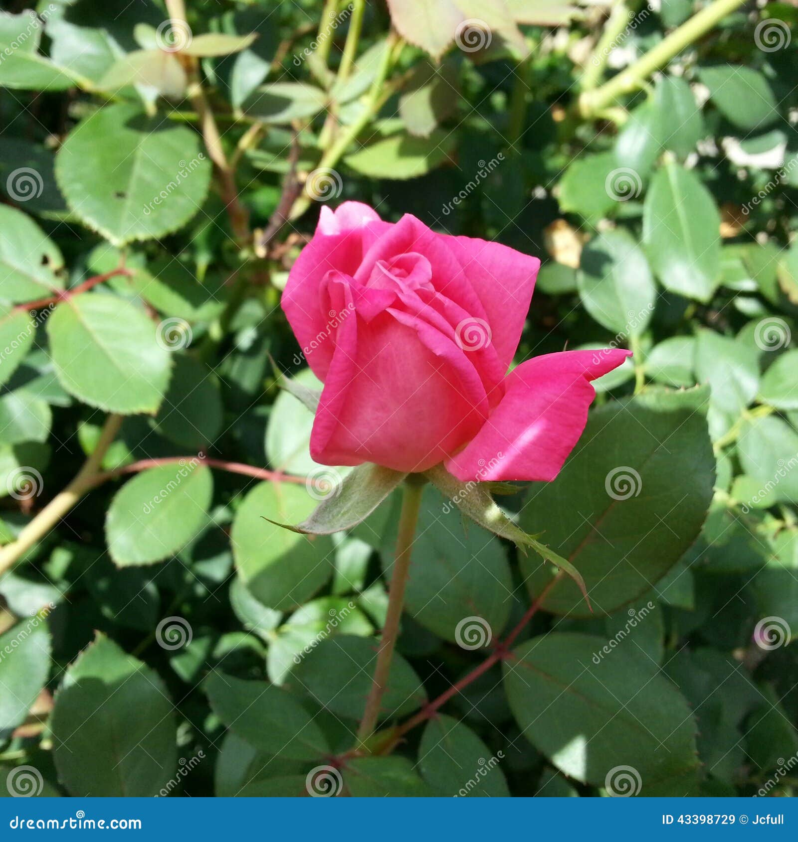 Capullo De Rosa Rosado Abierto Apenas Imagen de archivo - Imagen de ...