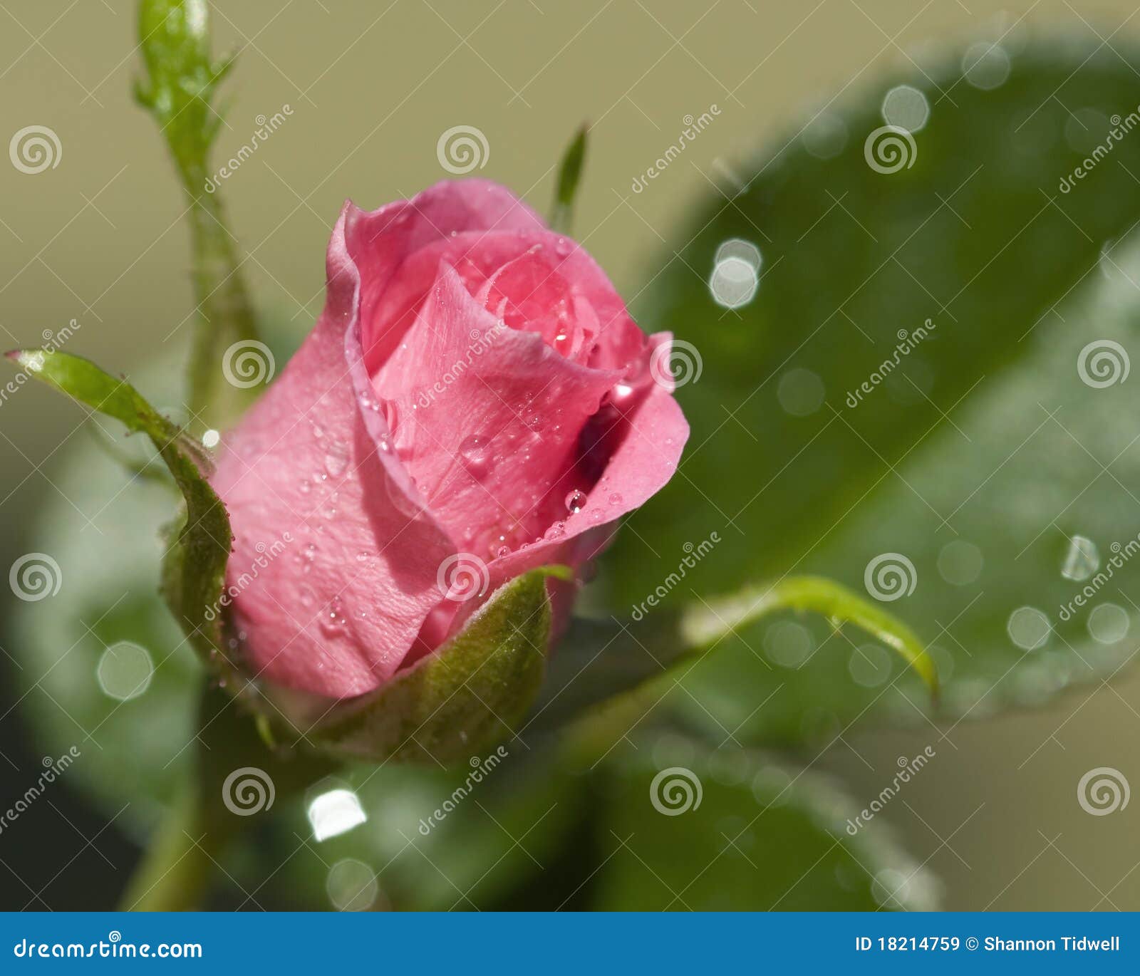 Capullo De Rosa Rosado Coved Rocío Imagen de archivo - Imagen de ...