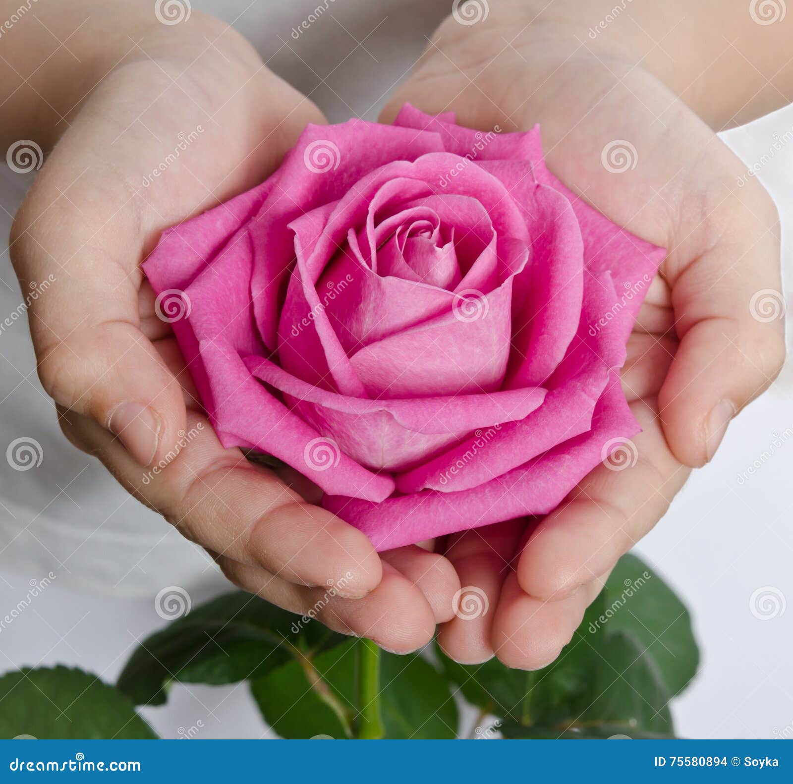 Capullo De Rosa Rosado Hermoso Foto de archivo - Imagen de travieso ...