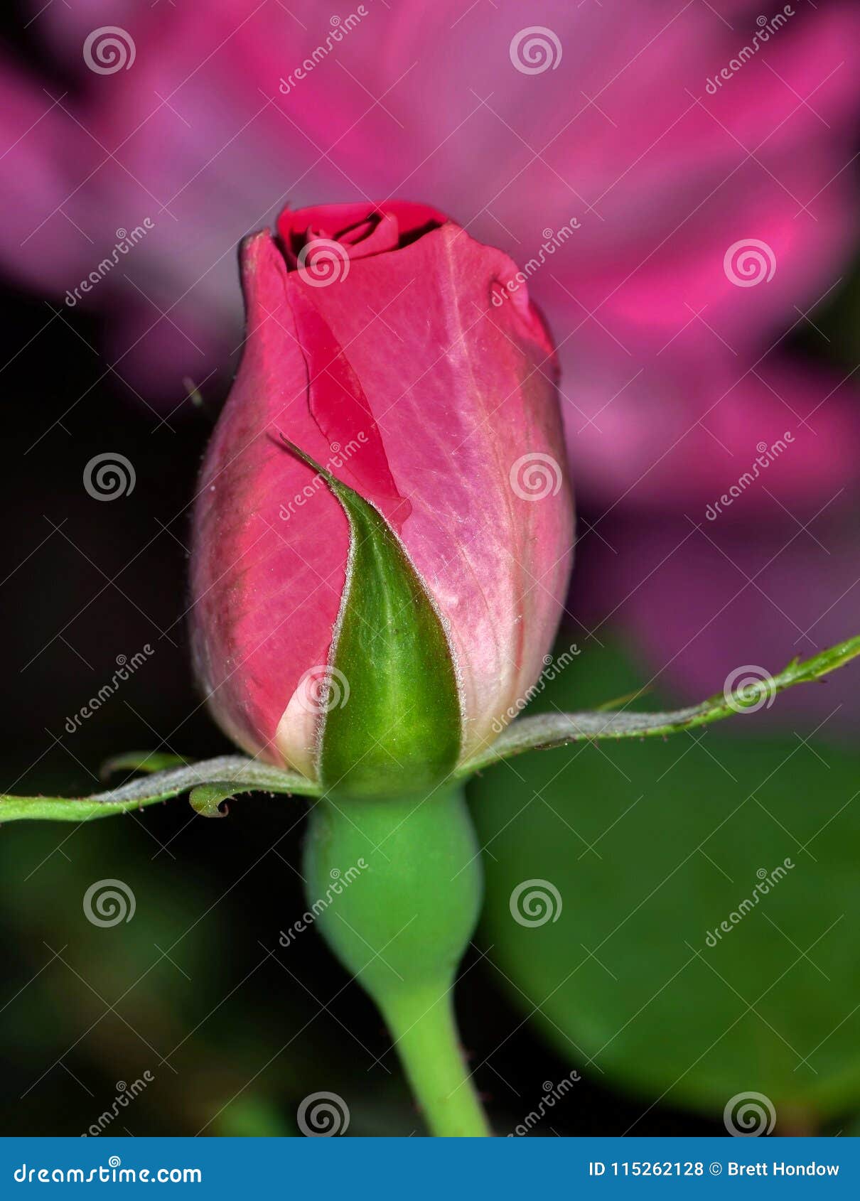 Capullo De Rosa Rosado Que Comienza a Florecer Foto de archivo - Imagen ...