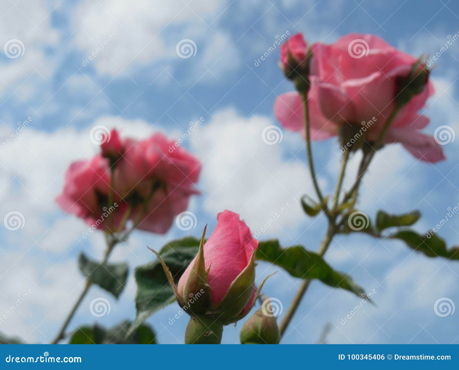 Capullo De Rosa Y Rosas Rosados Foto de archivo - Imagen de rosa ...