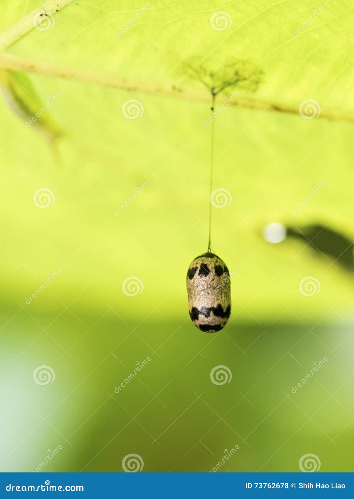 Capullo Del Ichneumonidae De La Avispa Parasitoide Foto de archivo ...