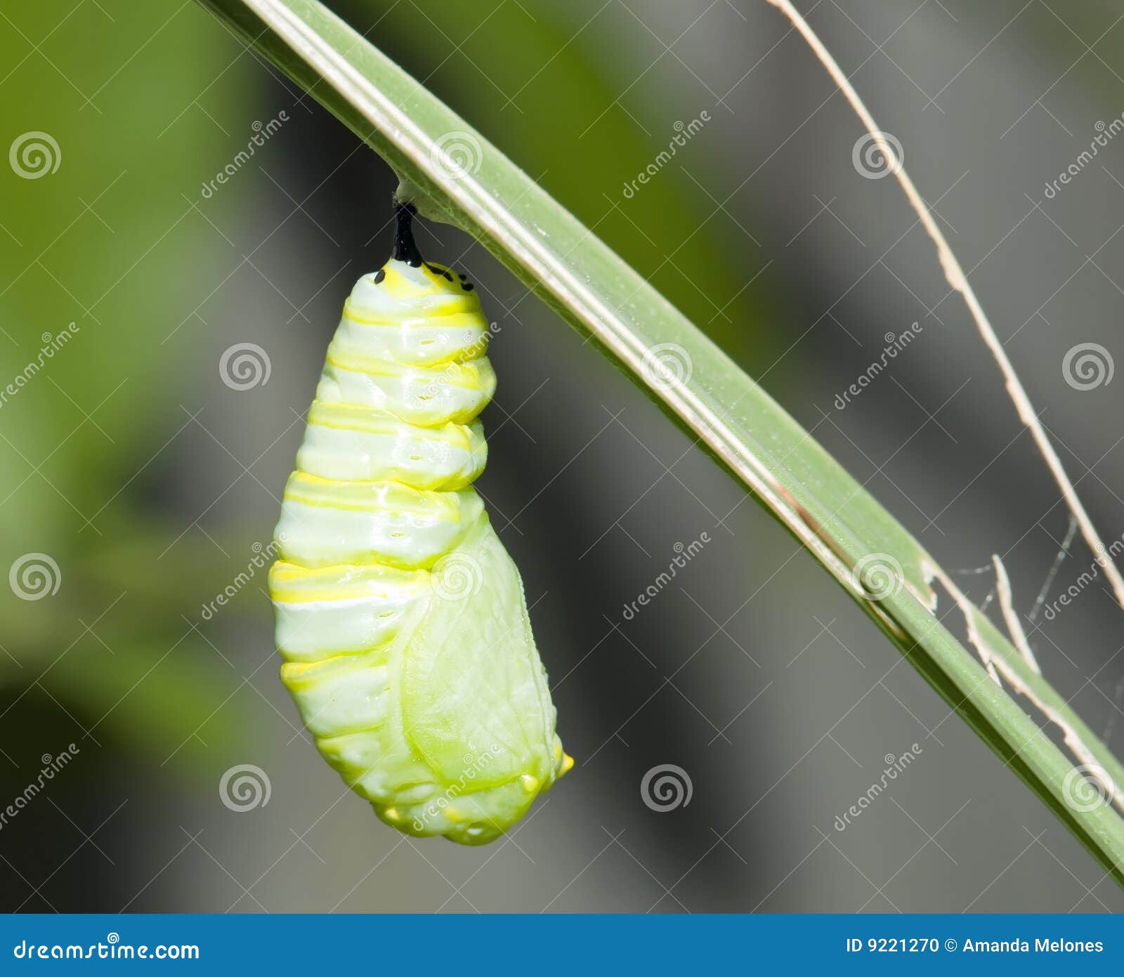 Capullo Del Monarca Foto de archivo - Imagen: 9221270