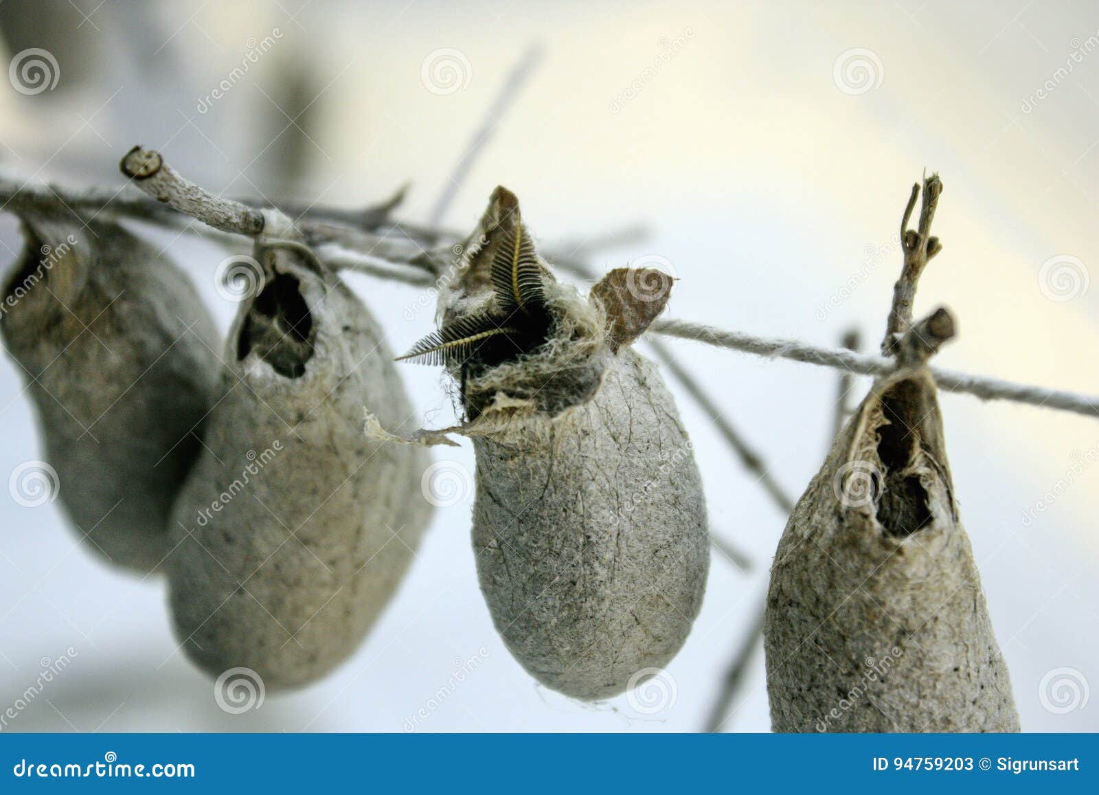 Capullos imagen de archivo. Imagen de travieso, insectos - 94759203