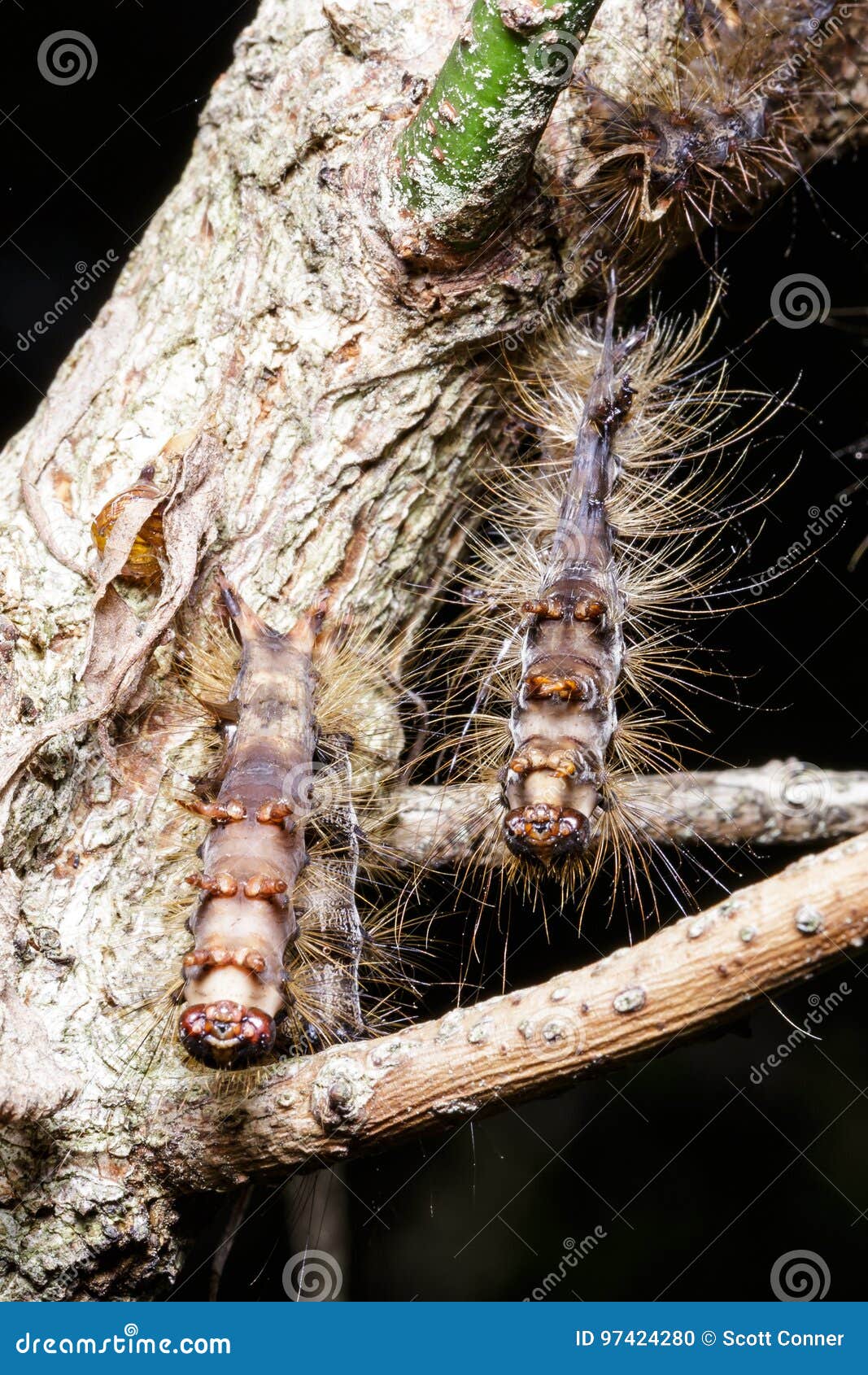 Capullos De Caterpillar De La Polilla Gitana Foto de archivo - Imagen ...