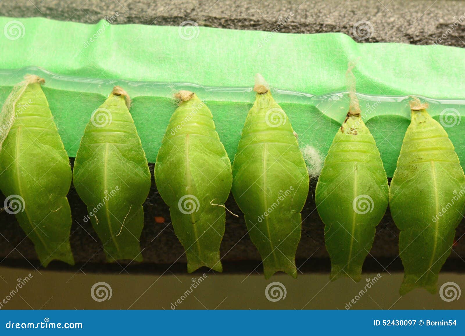 Capullos de la mariposa imagen de archivo. Imagen de jardines - 52430097