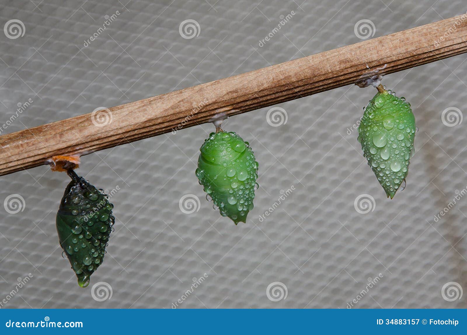 Capullos De La Mariposa En Criadero Imagen de archivo - Imagen de ...