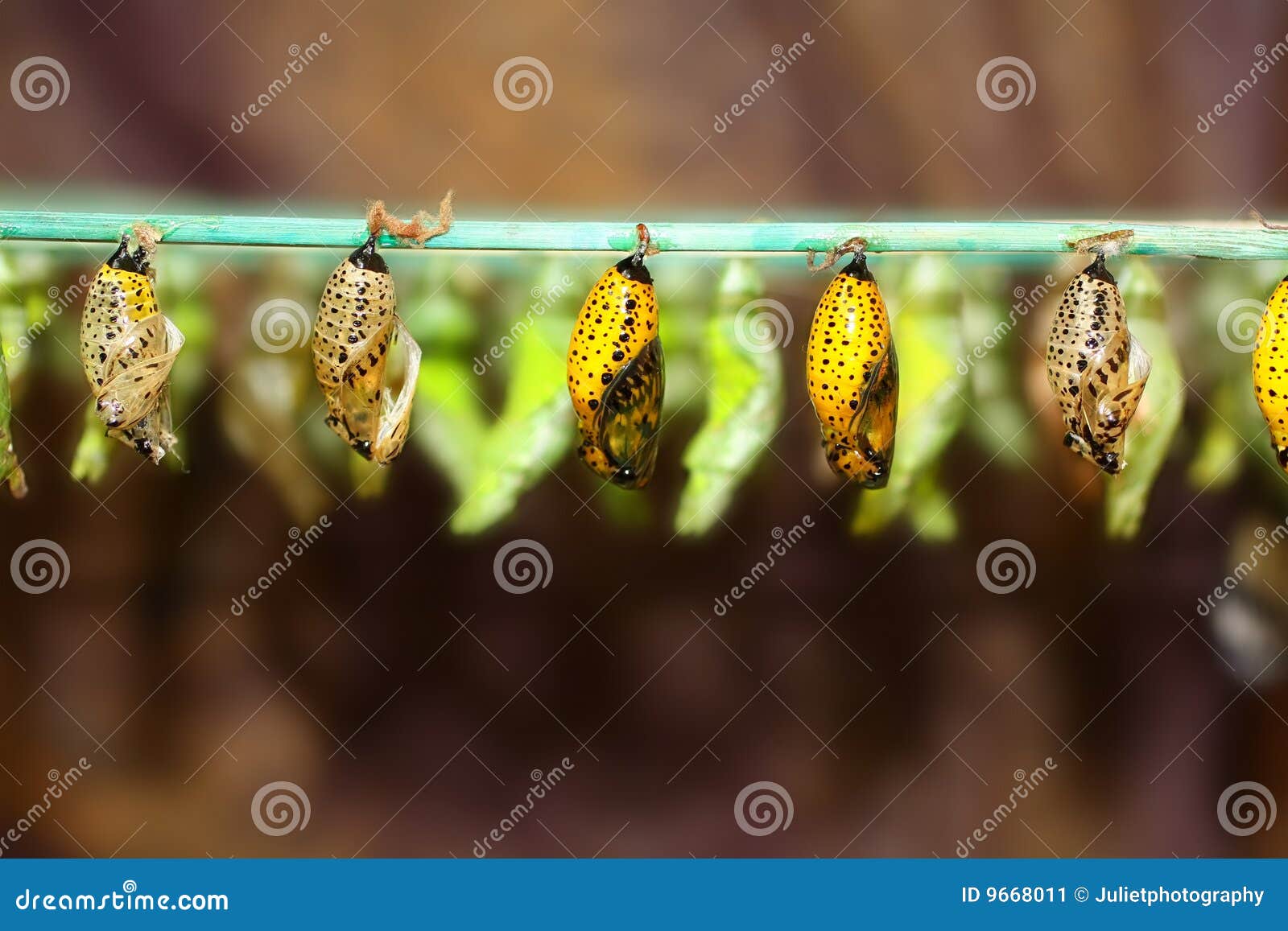 Capullos de la polilla imagen de archivo. Imagen de hermoso - 9668011