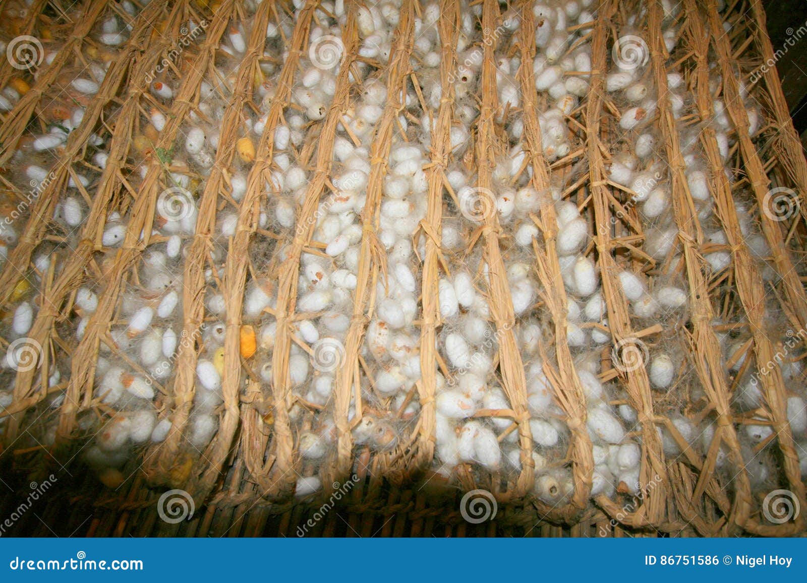 Capullos De La Polilla De Seda Foto de archivo - Imagen de asia, marco ...