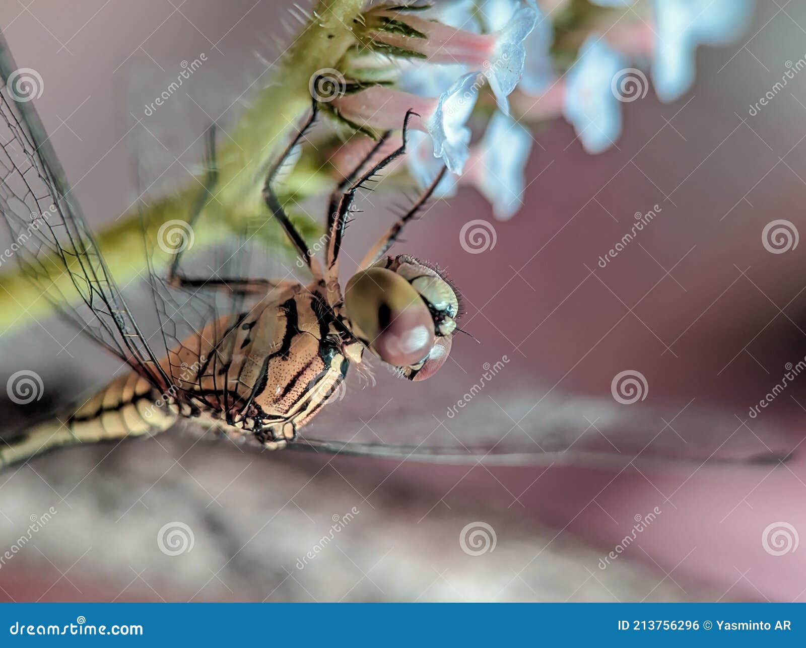 Capung from indonesia stock photo. Image of pest, capung - 213756296