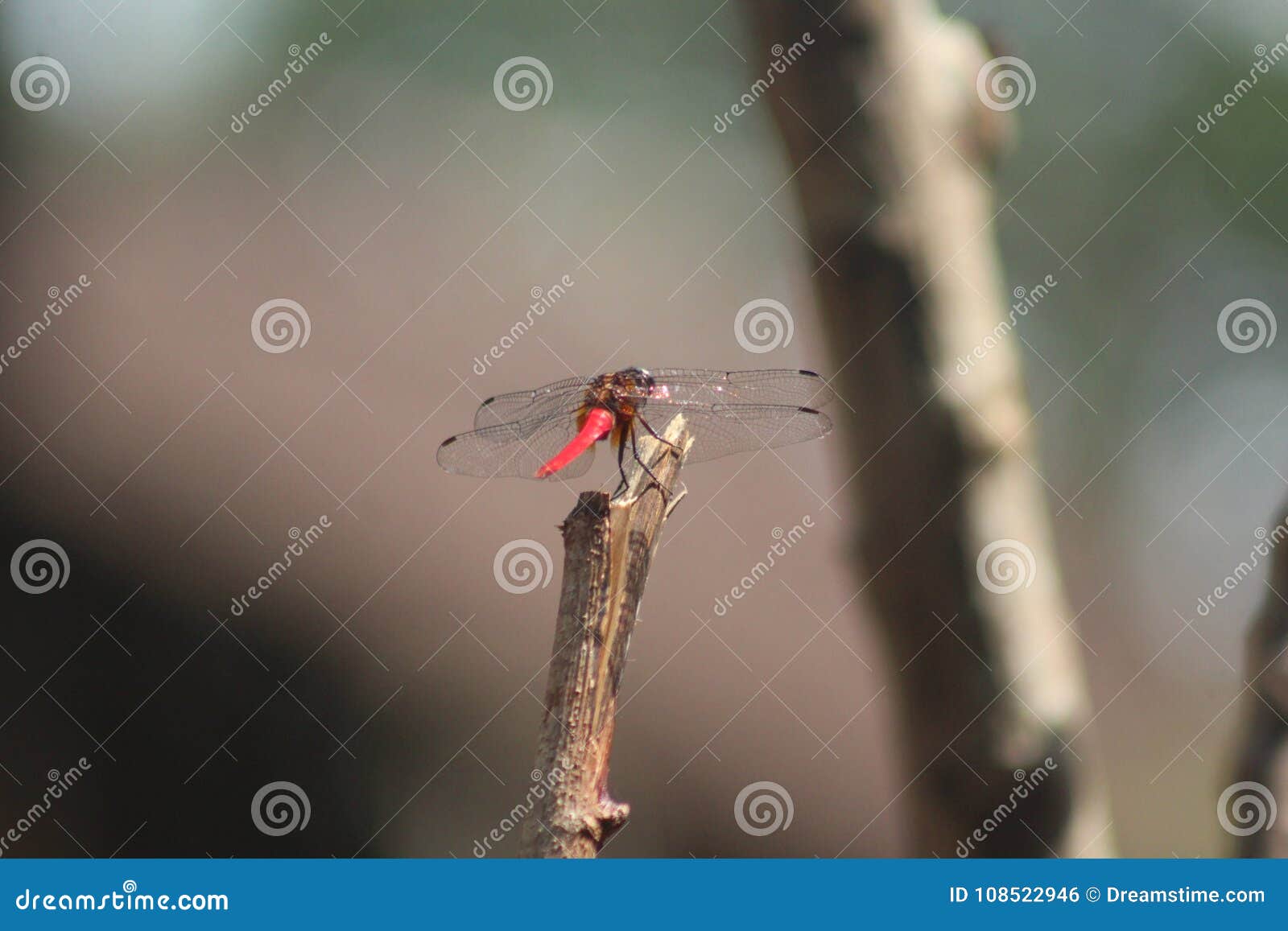 Capung stock photo. Image of lebah, merah, beautiful - 108522946