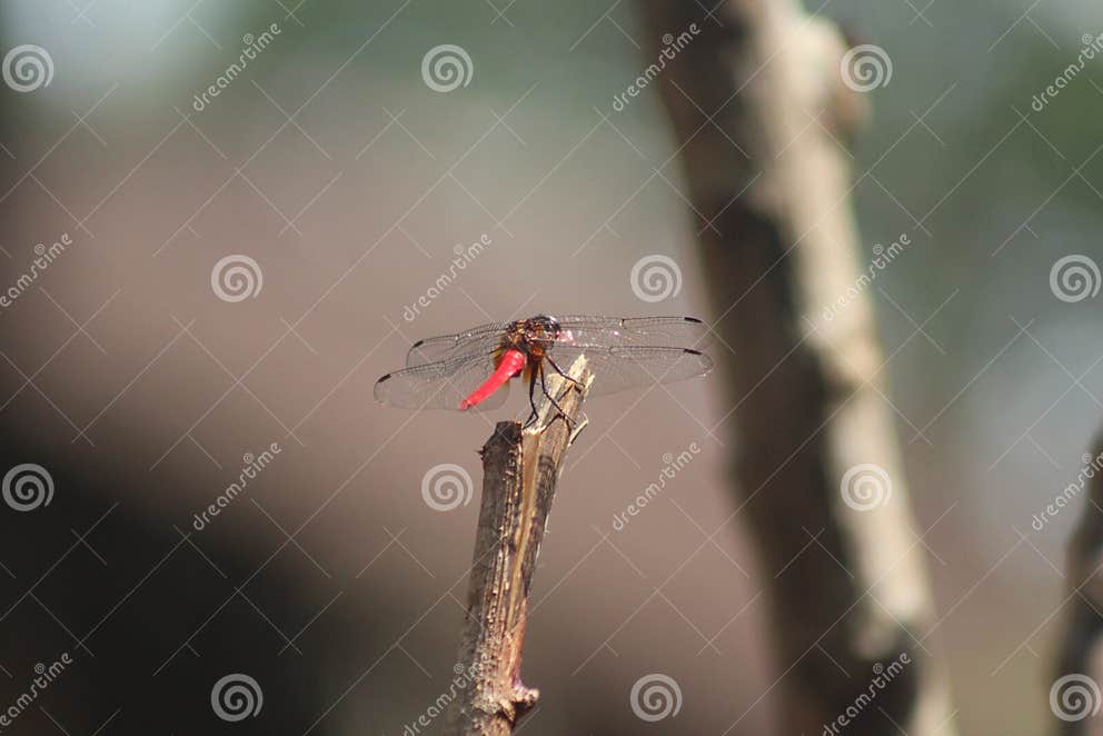 Capung stock photo. Image of lebah, merah, beautiful - 108522946