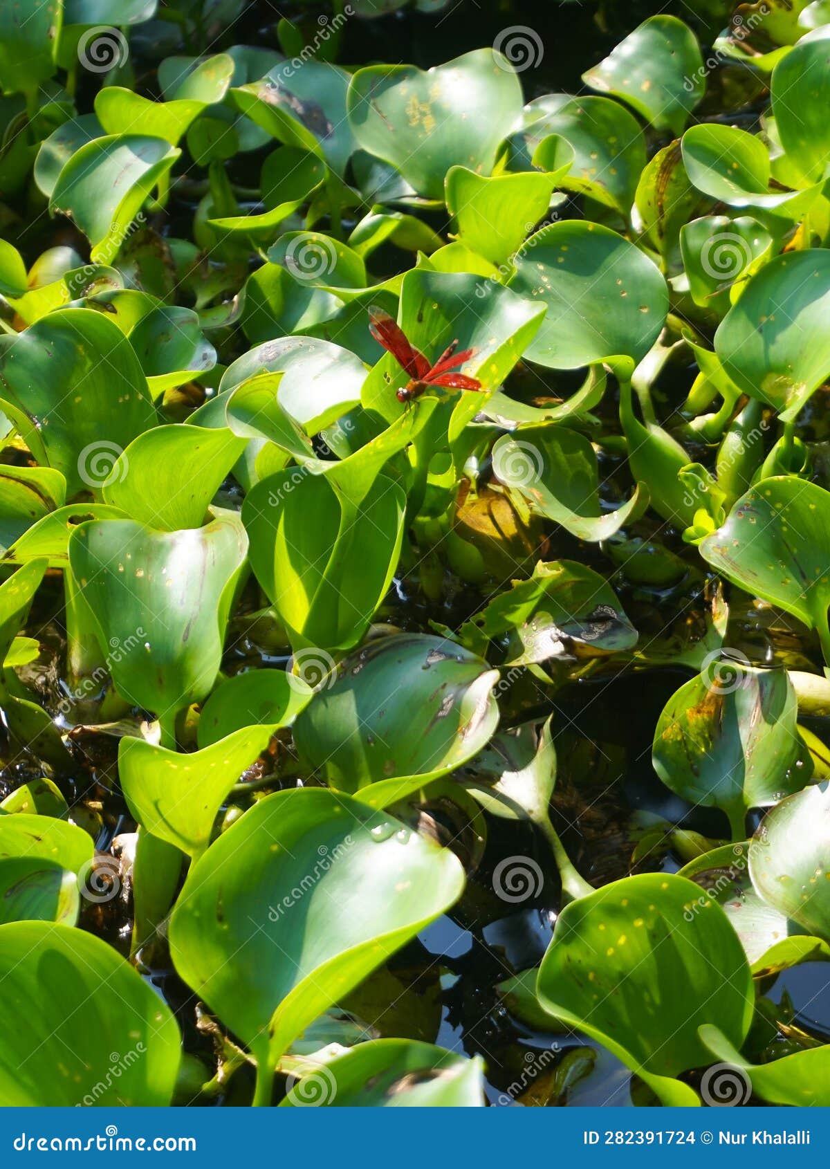 Capung merah tua stock photo. Image of animal, erythraea - 282391724