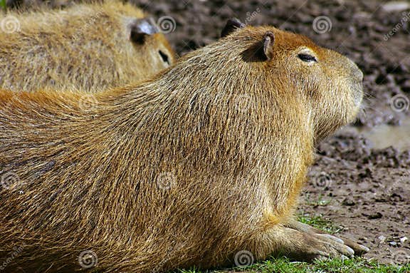 Capybara 01 stock photo. Image of wild, rodentia, biodiversity - 288960