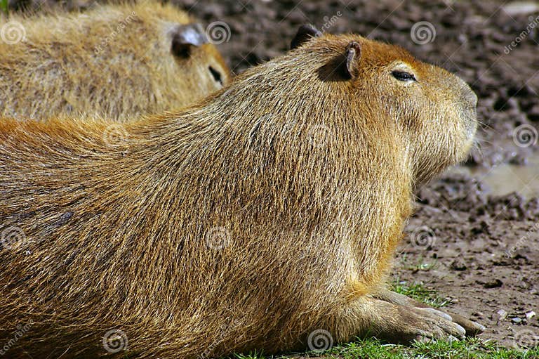 Capybara 01 stock photo. Image of wild, rodentia, biodiversity - 288960