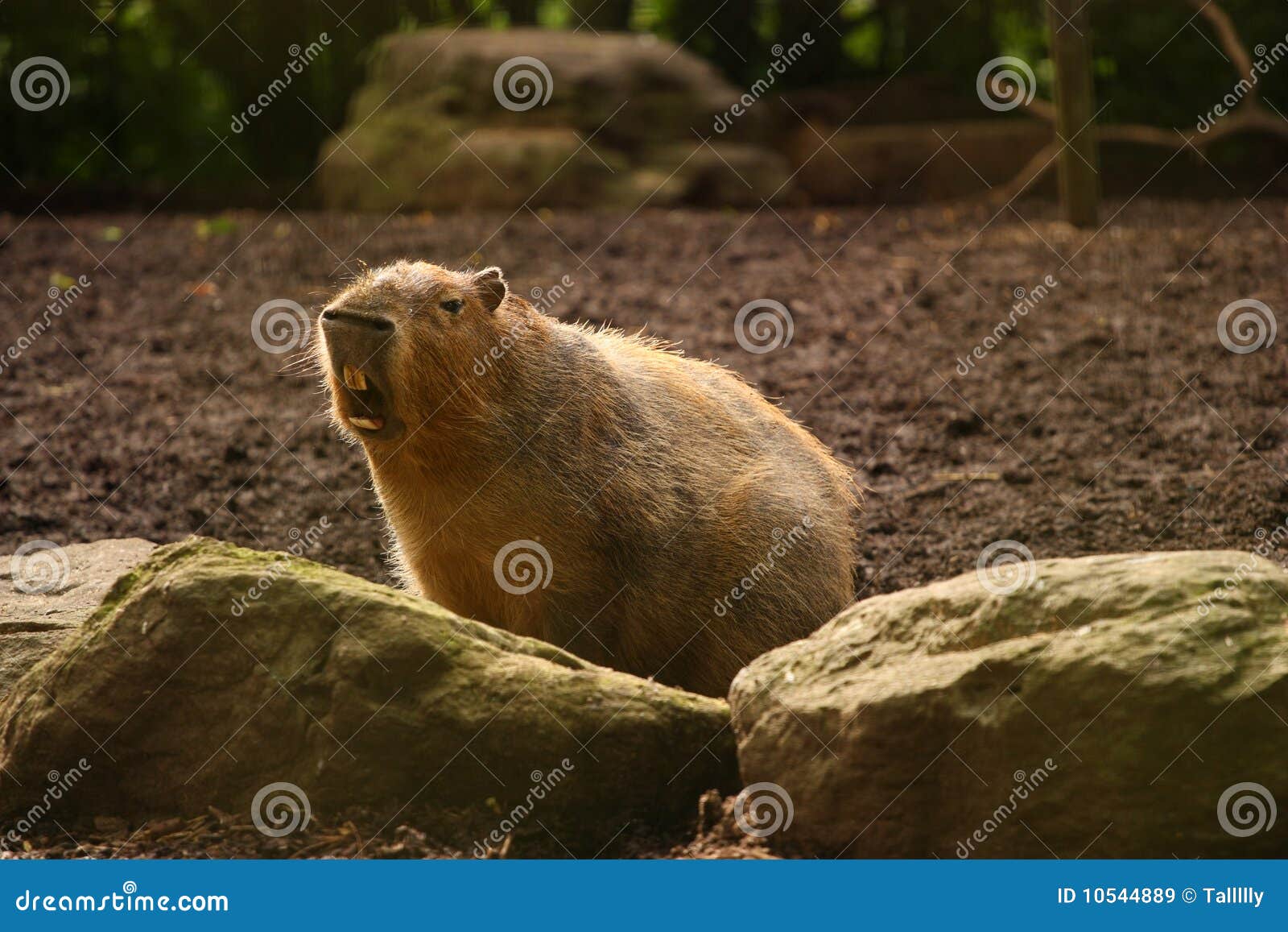 Capybara stock image. Image of biology, tired, animals - 10544889