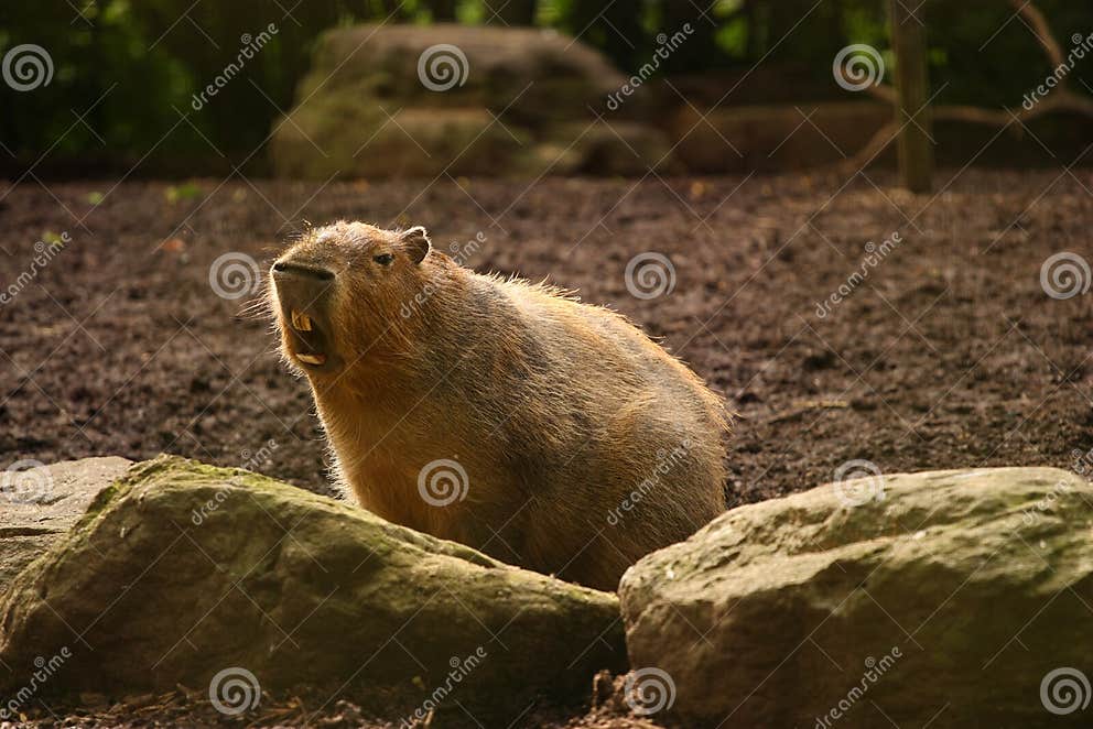 Capybara stock image. Image of biology, tired, animals - 10544889