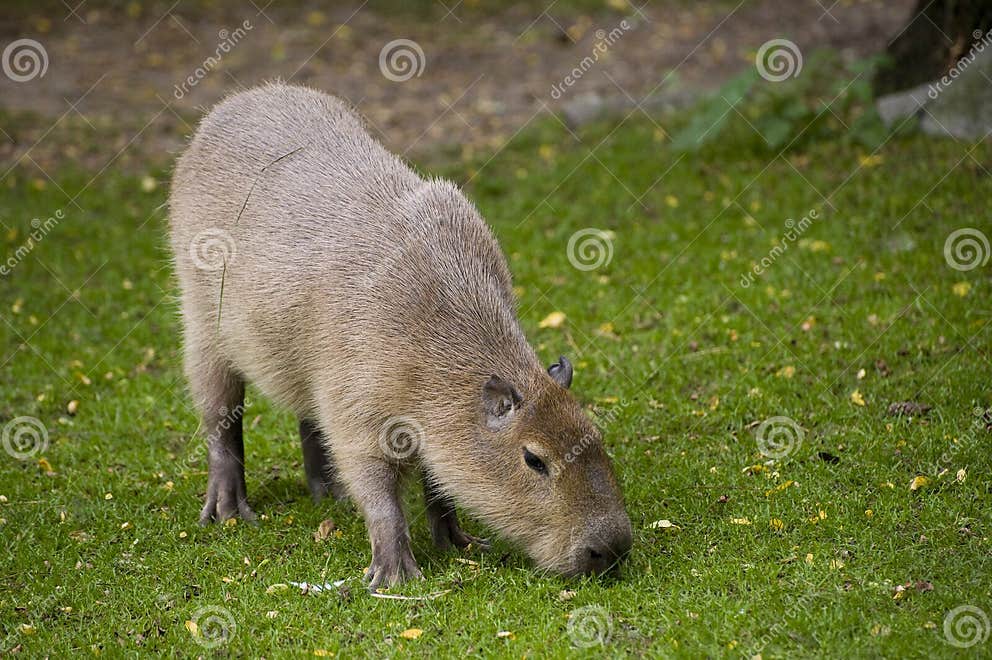 Capybara stock image. Image of peru, food, hydrochoerus - 10990213