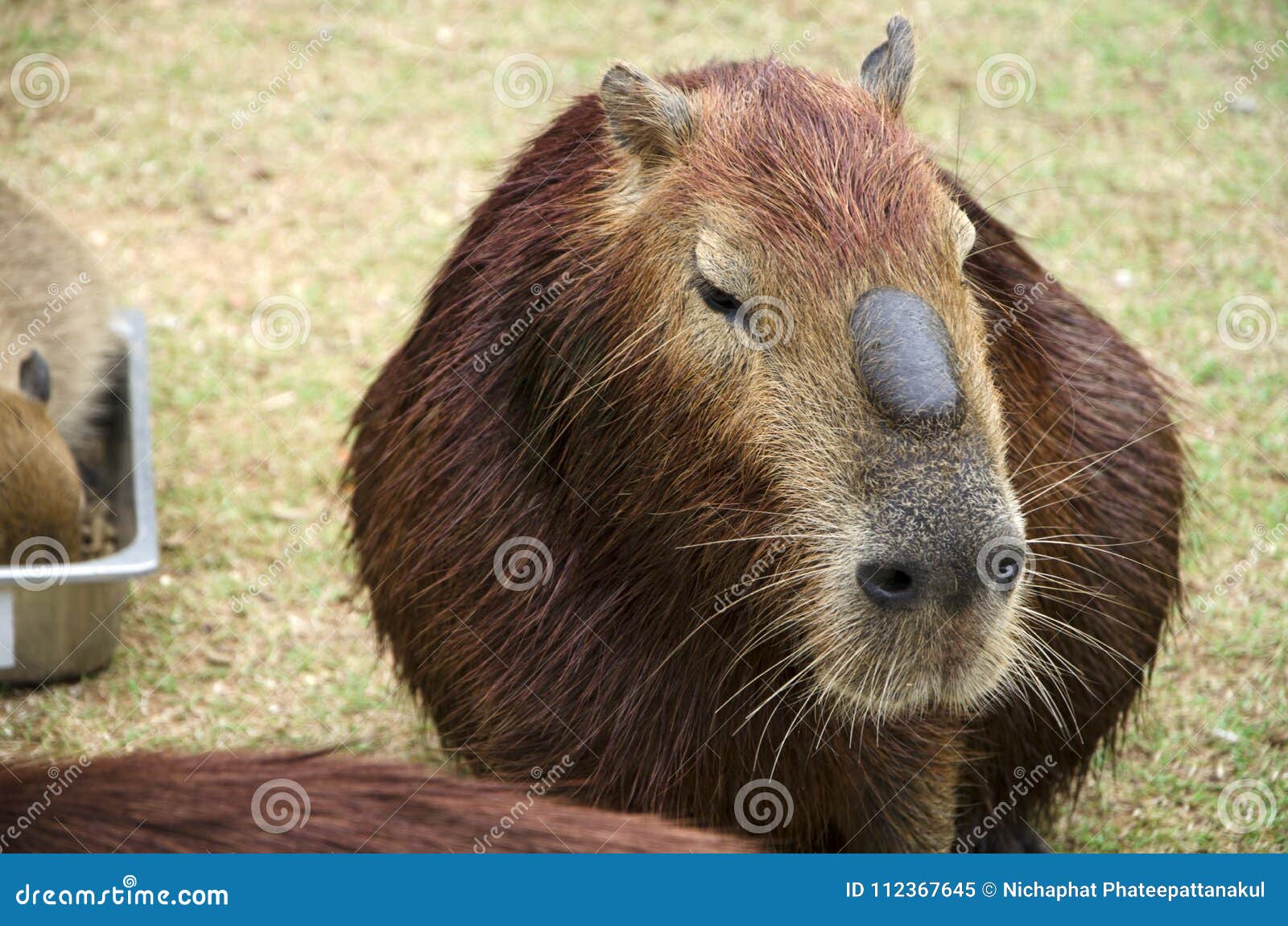 Capybara fotografering för bildbyråer. Bild av vattenlevande - 112367645