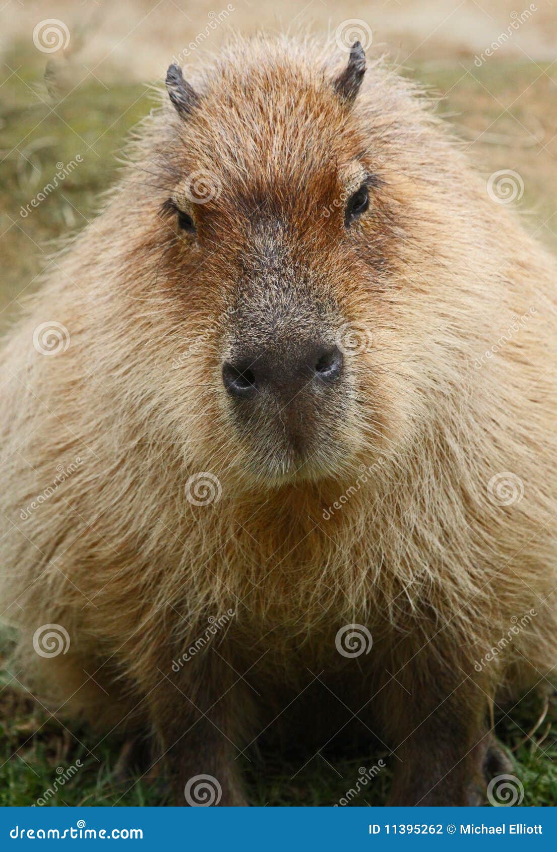 Capybara stock photo. Image of mammal, strange, aquatic - 11395262