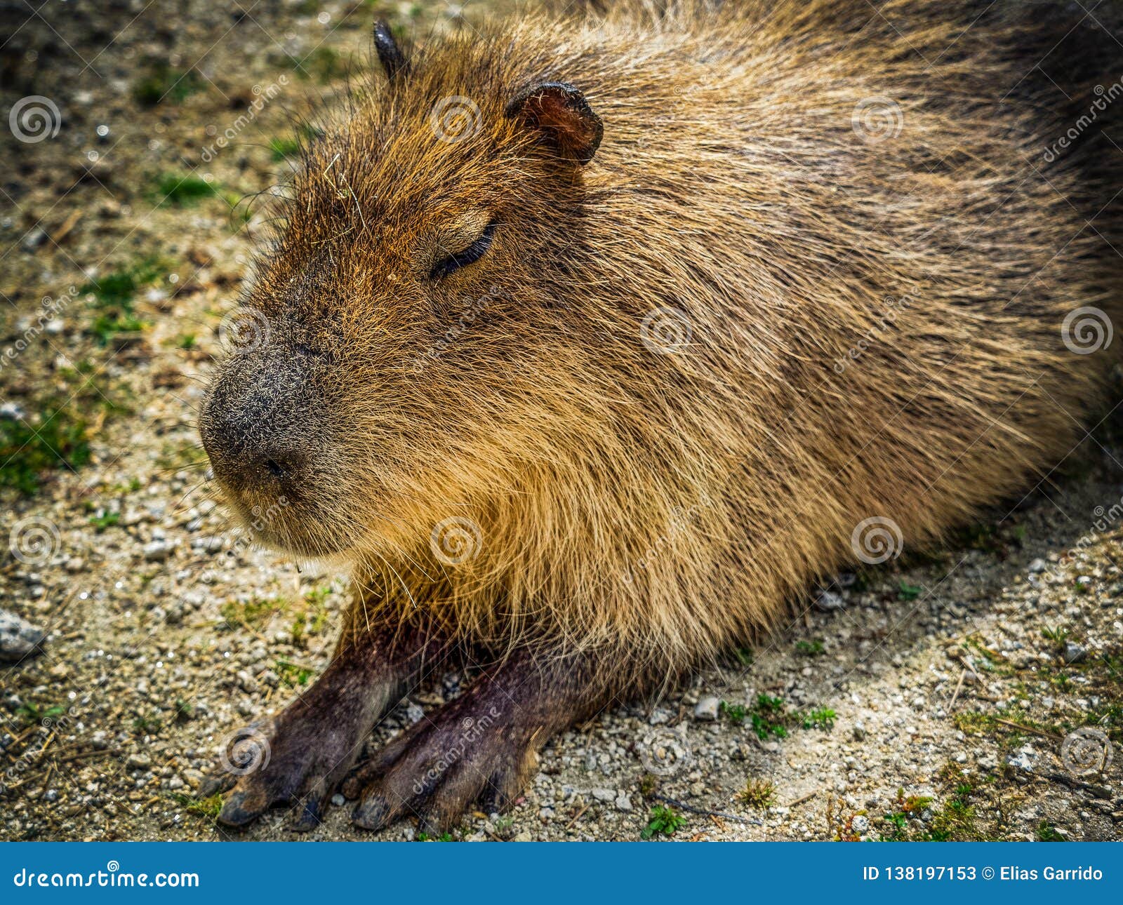 Capybara fotografering för bildbyråer. Bild av medf8ort - 138197153