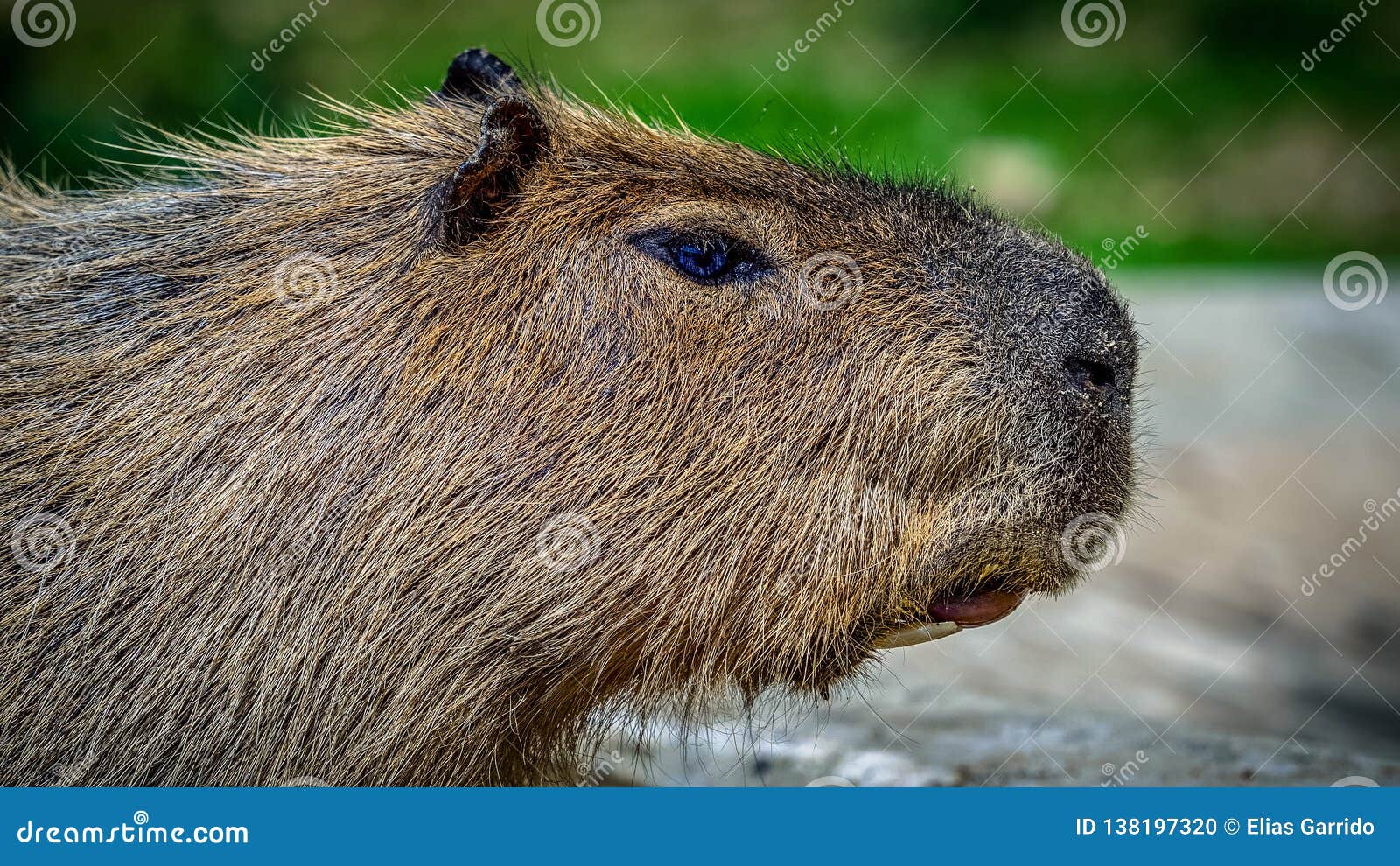 Capybara arkivfoto. Bild av vattenlevande, stänga, kolombia - 138197320