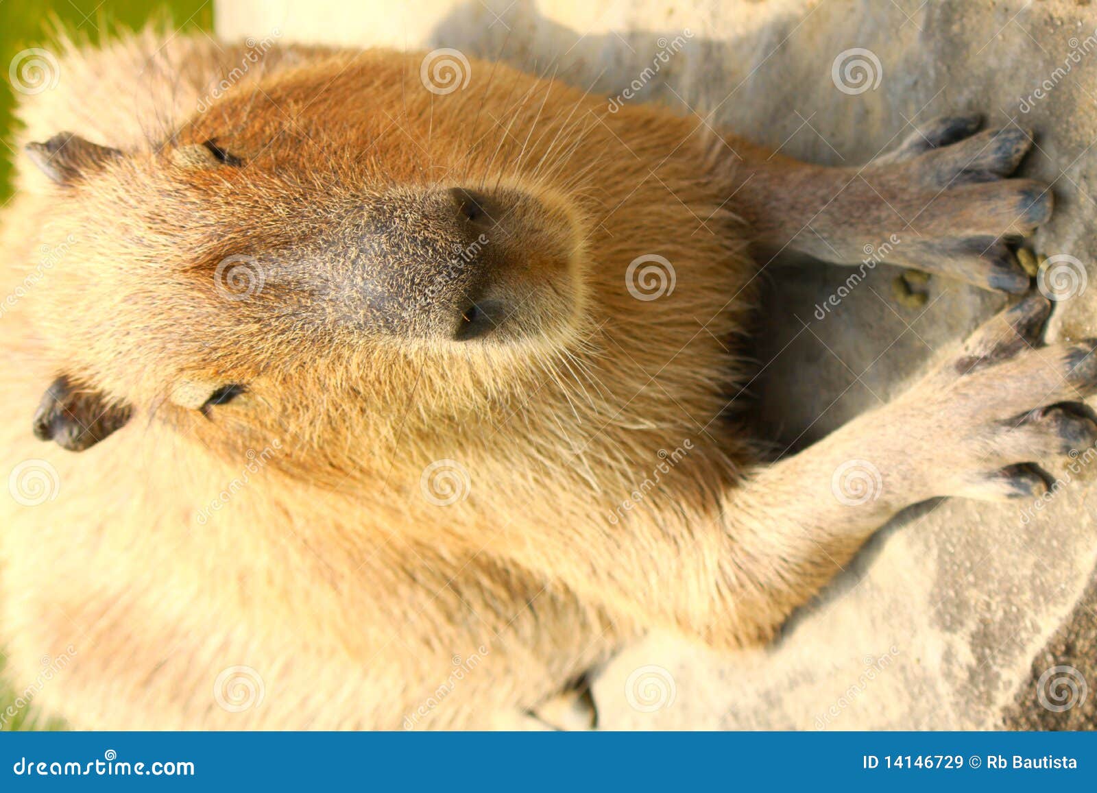 Furry Capybara In The Summer Forest Royalty-Free Stock Photography ...