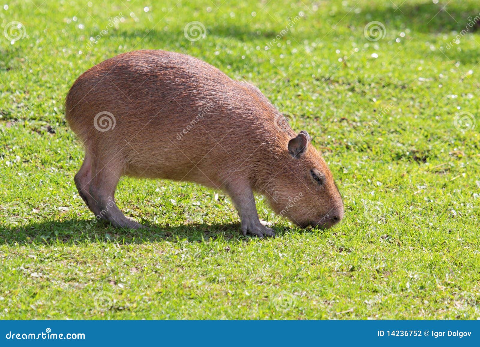 Capybara Stock Photography - Image: 14236752