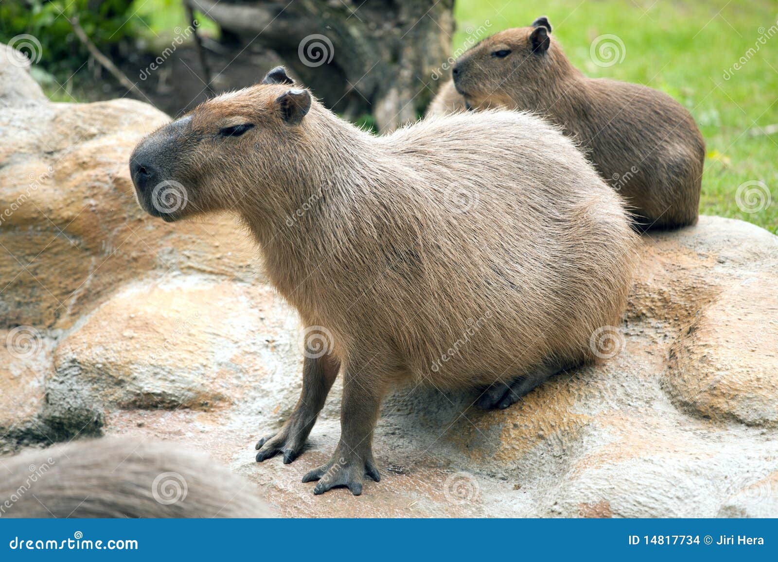 Capybara stock photo. Image of flight, capybara, look - 14817734