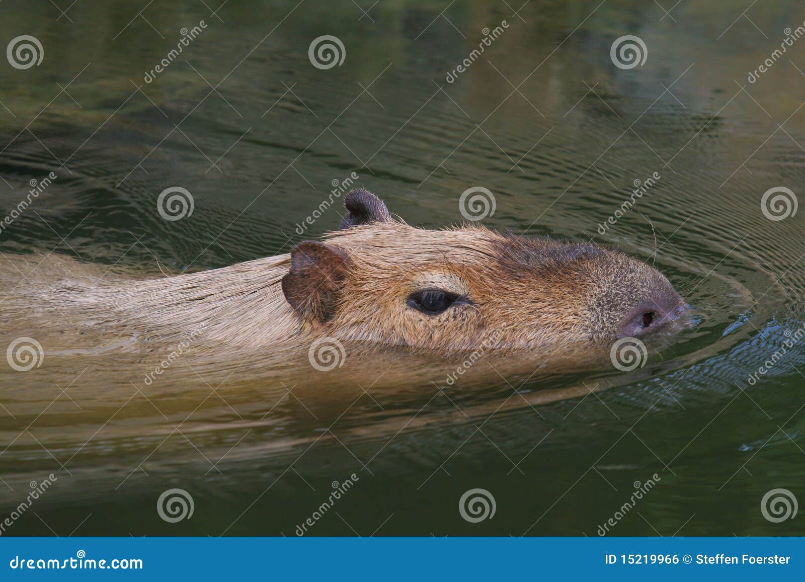 Capybara Swimming Pool