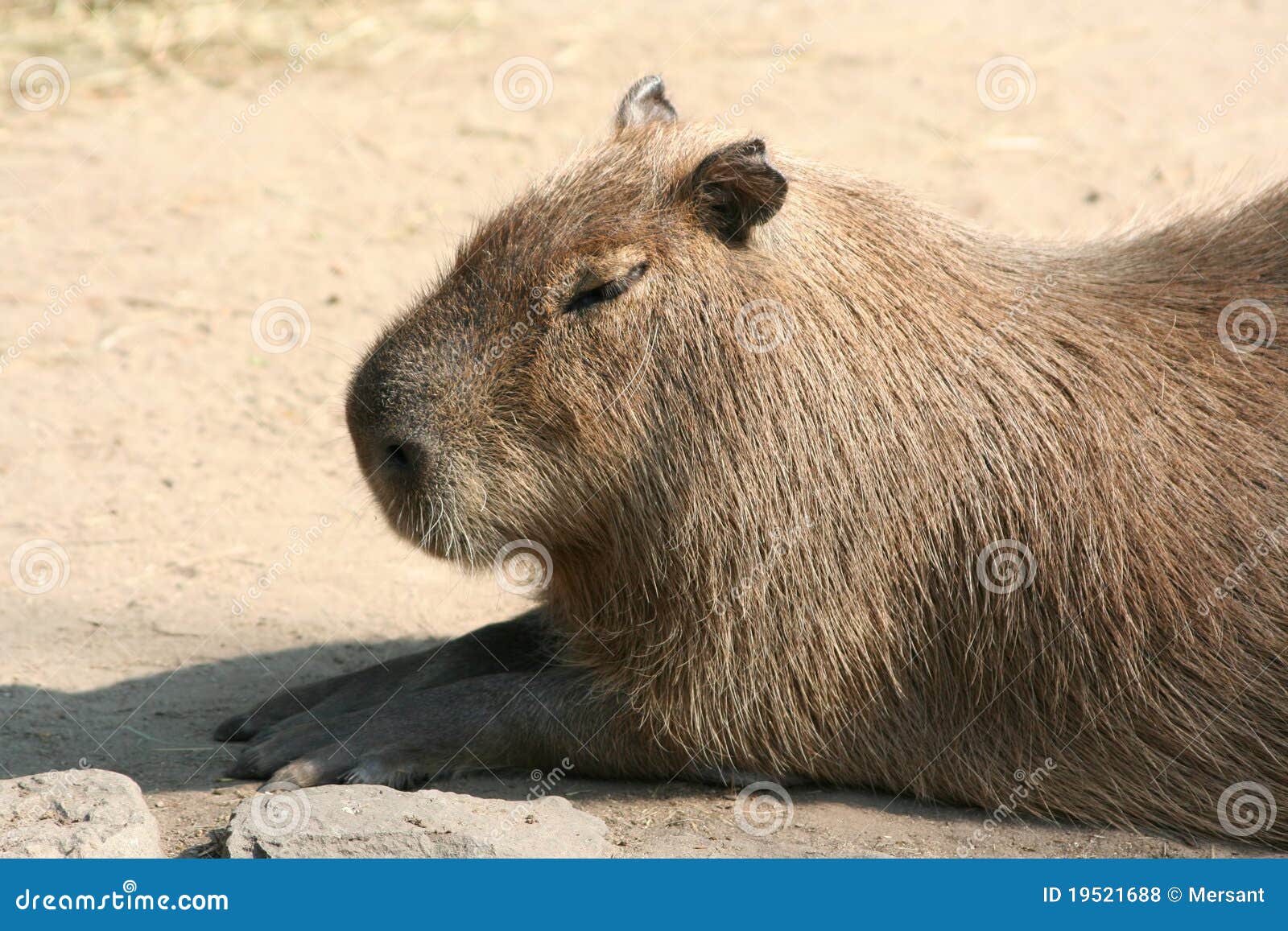 Resting Capybara With Cattle Tyrant On Beach Royalty-Free Stock ...