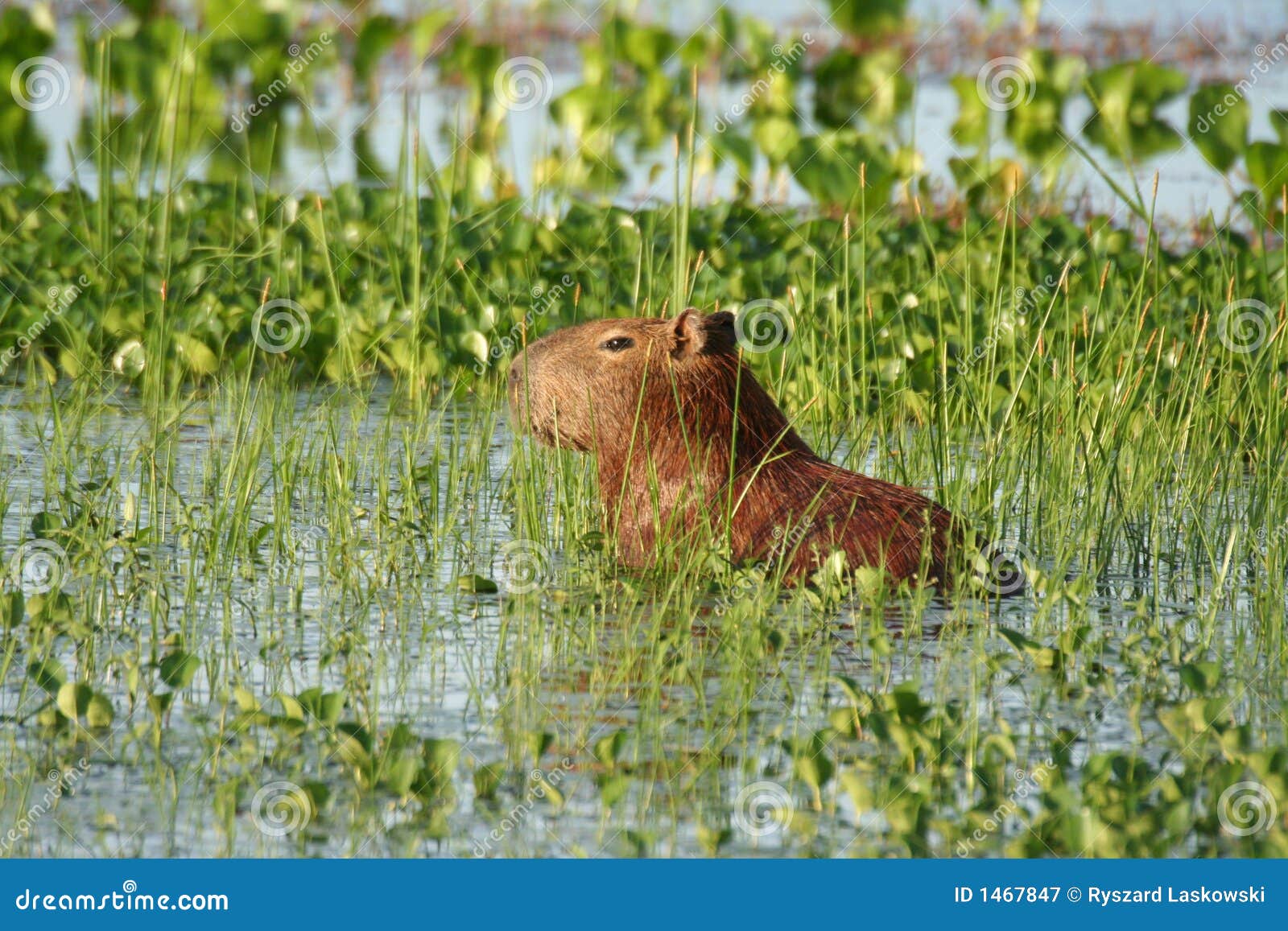 Capybara 2 stock image. Image of rodent, hunting, trip - 1467847