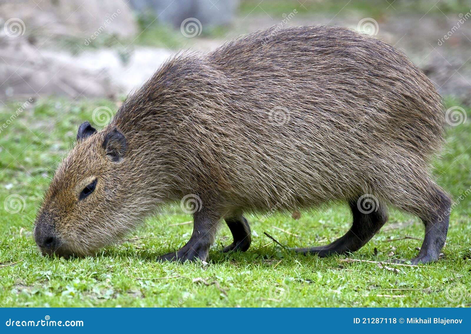 Capybara 2 stock photo. Image of view, capybara, grass - 21287118