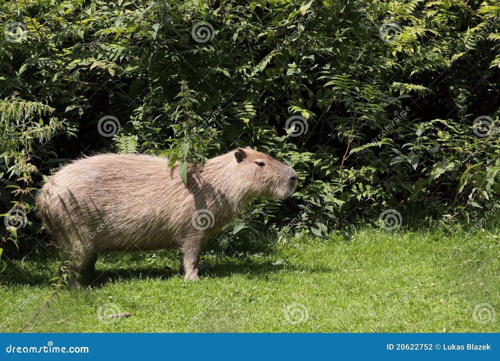 181 Capybara Standing Stock Photos - Free & Royalty-Free Stock Photos ...