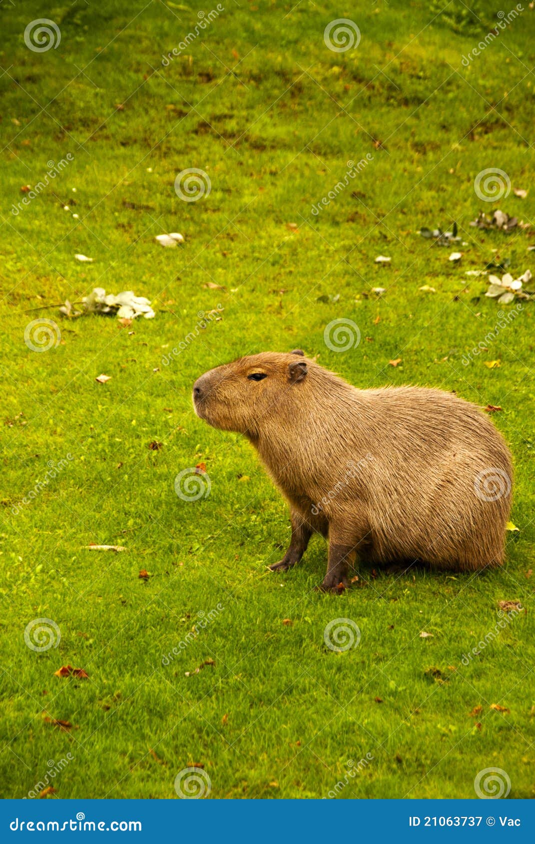Capybara stock image. Image of capibara, green, nature - 21063737