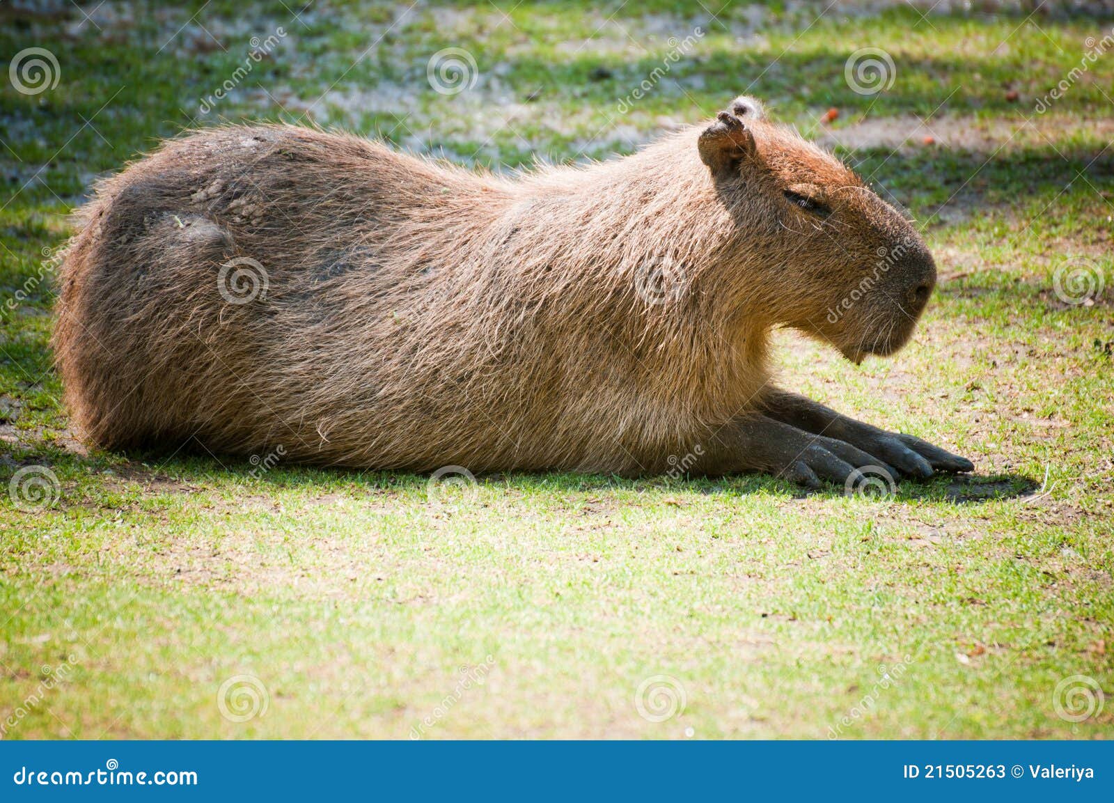 Capybara stock image. Image of hydrochoerus, capybara - 21505263