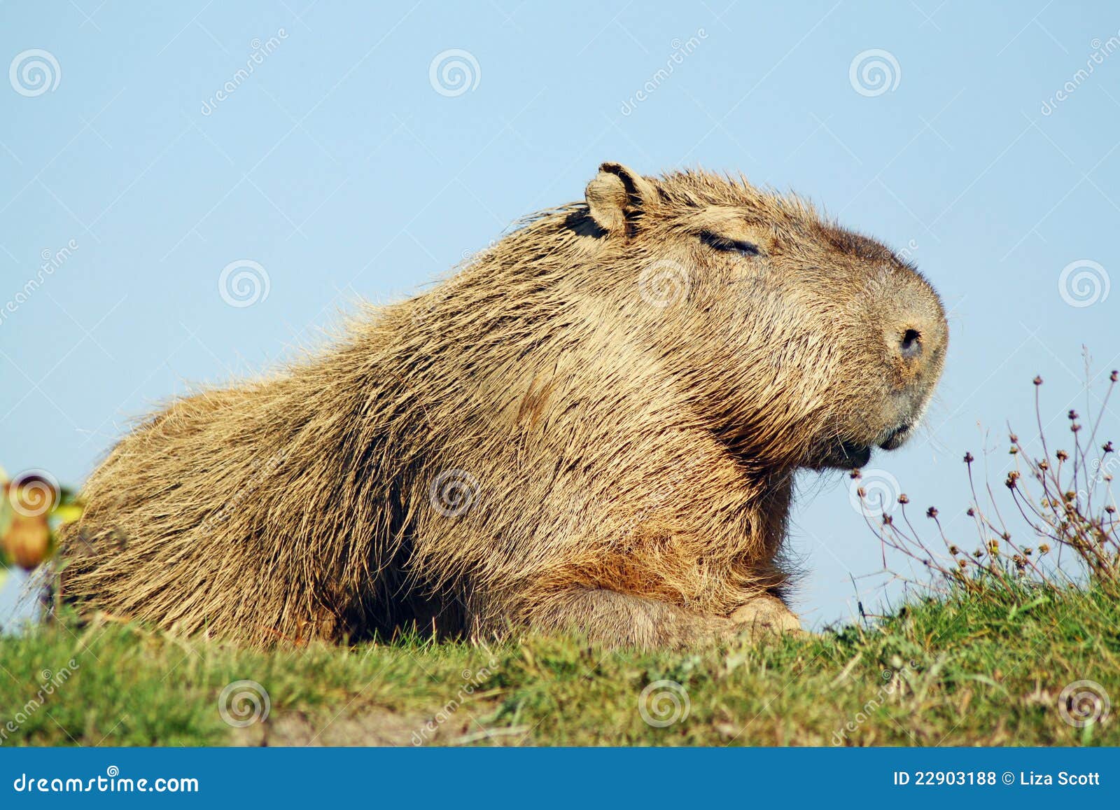Capybara stock photo. Image of life, large, largest, biggest - 22903188