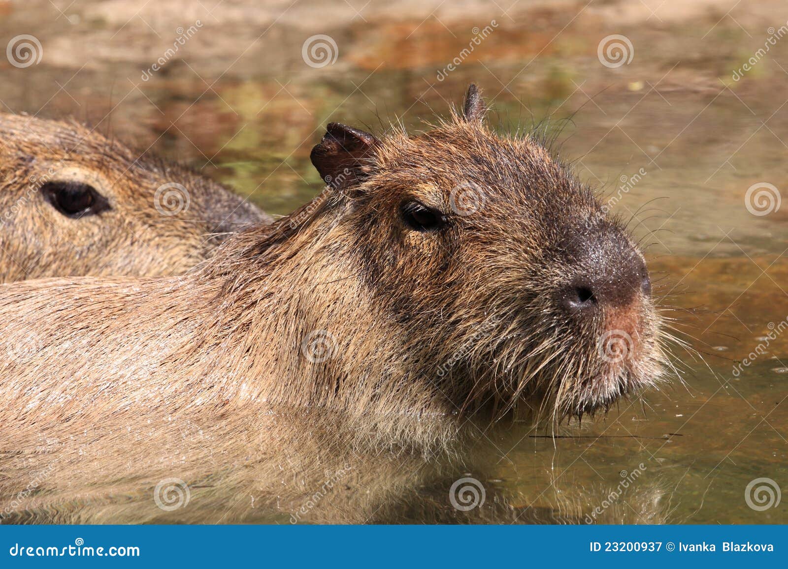 Capybara stock image. Image of animal, nature, water - 23200937
