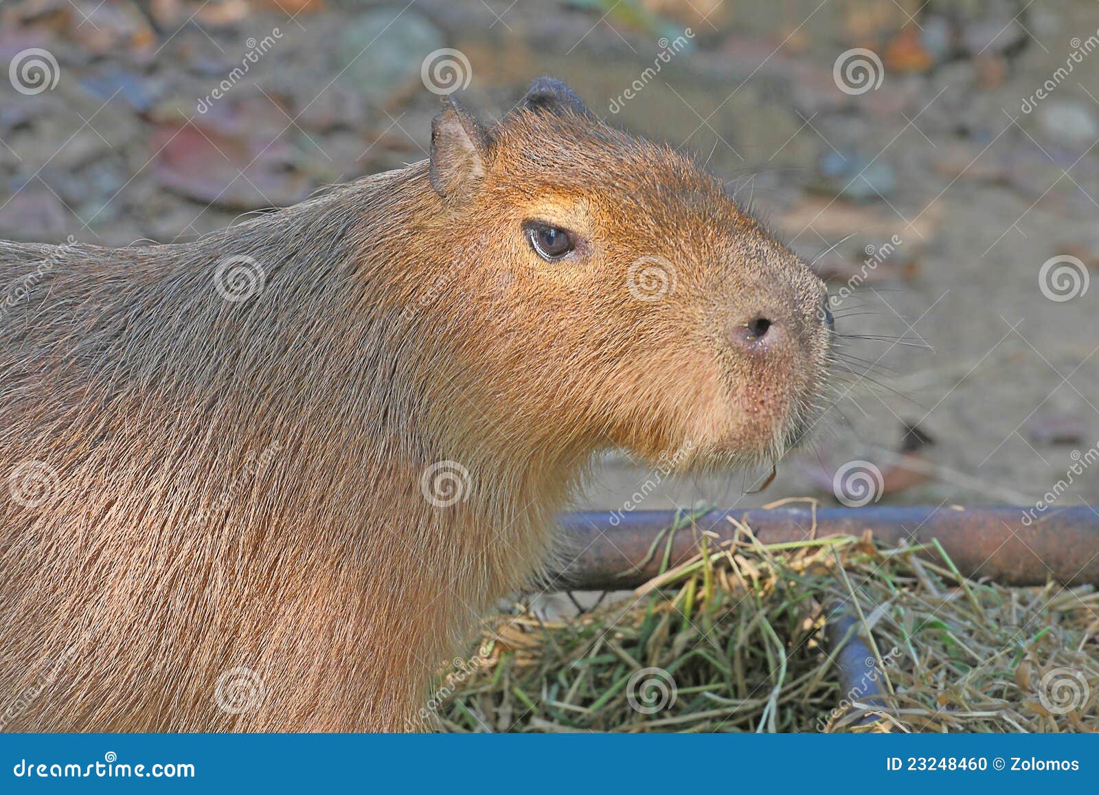 Capybara stock photo. Image of largest, grass, eating - 23248460