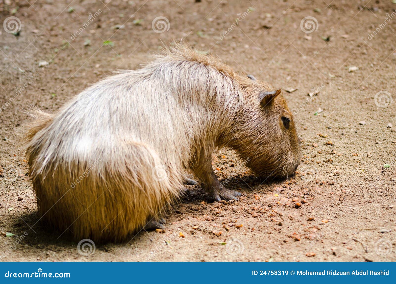 Capybara stock image. Image of wildlife, animals, captivity - 24758319