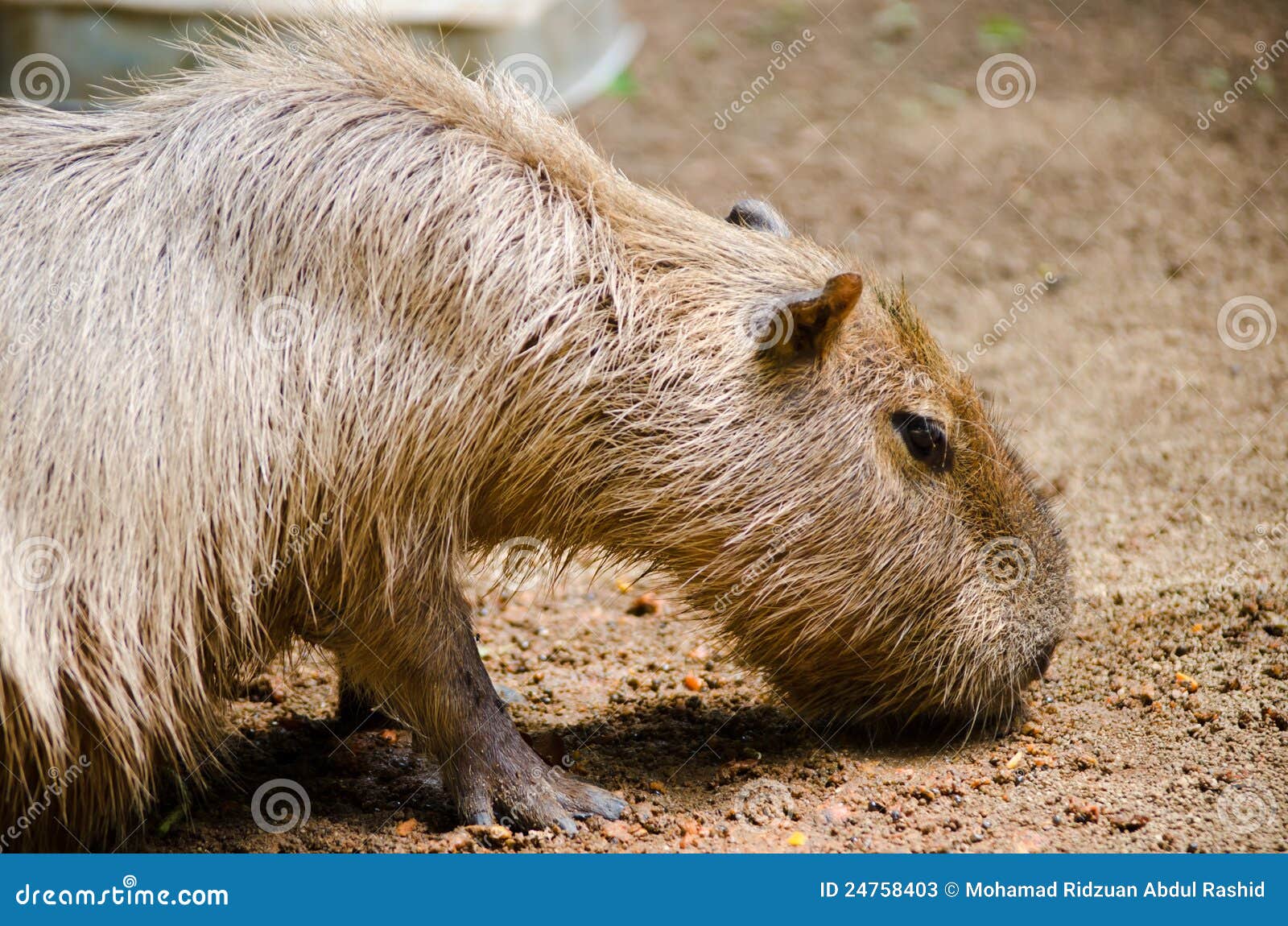 Capybara stock image. Image of organism, animals, life - 24758403