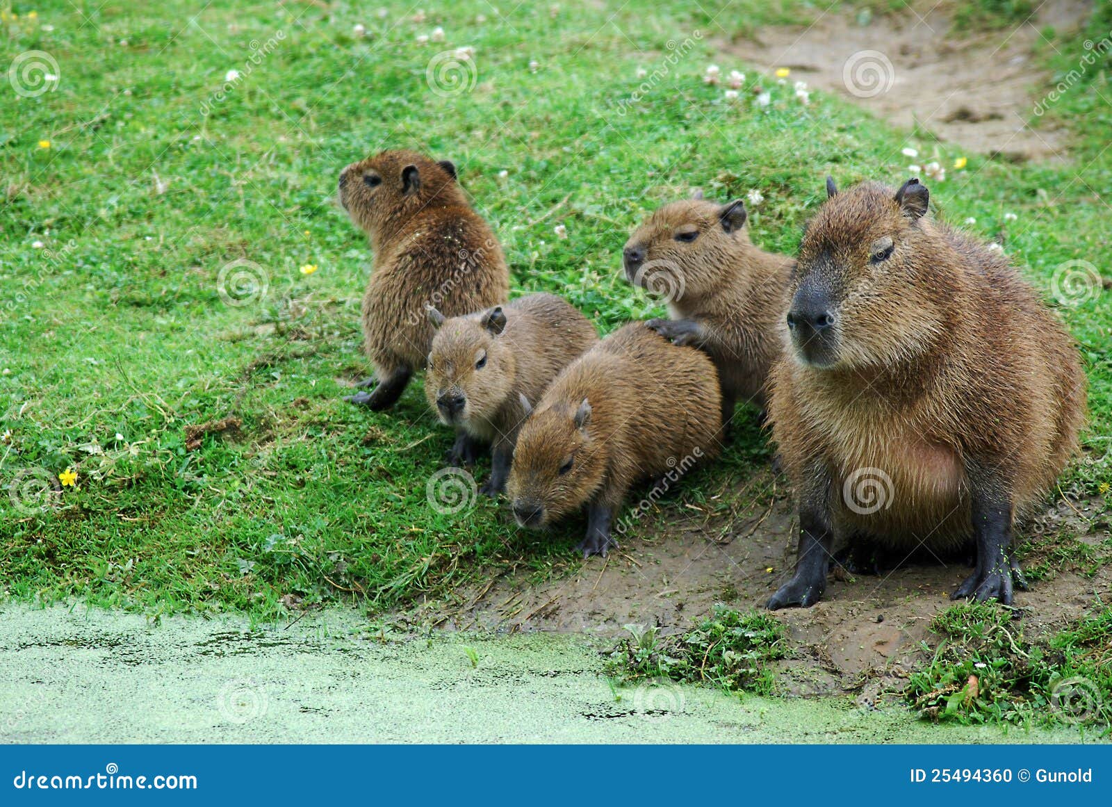 Capybara Stock Photography | CartoonDealer.com #47333960