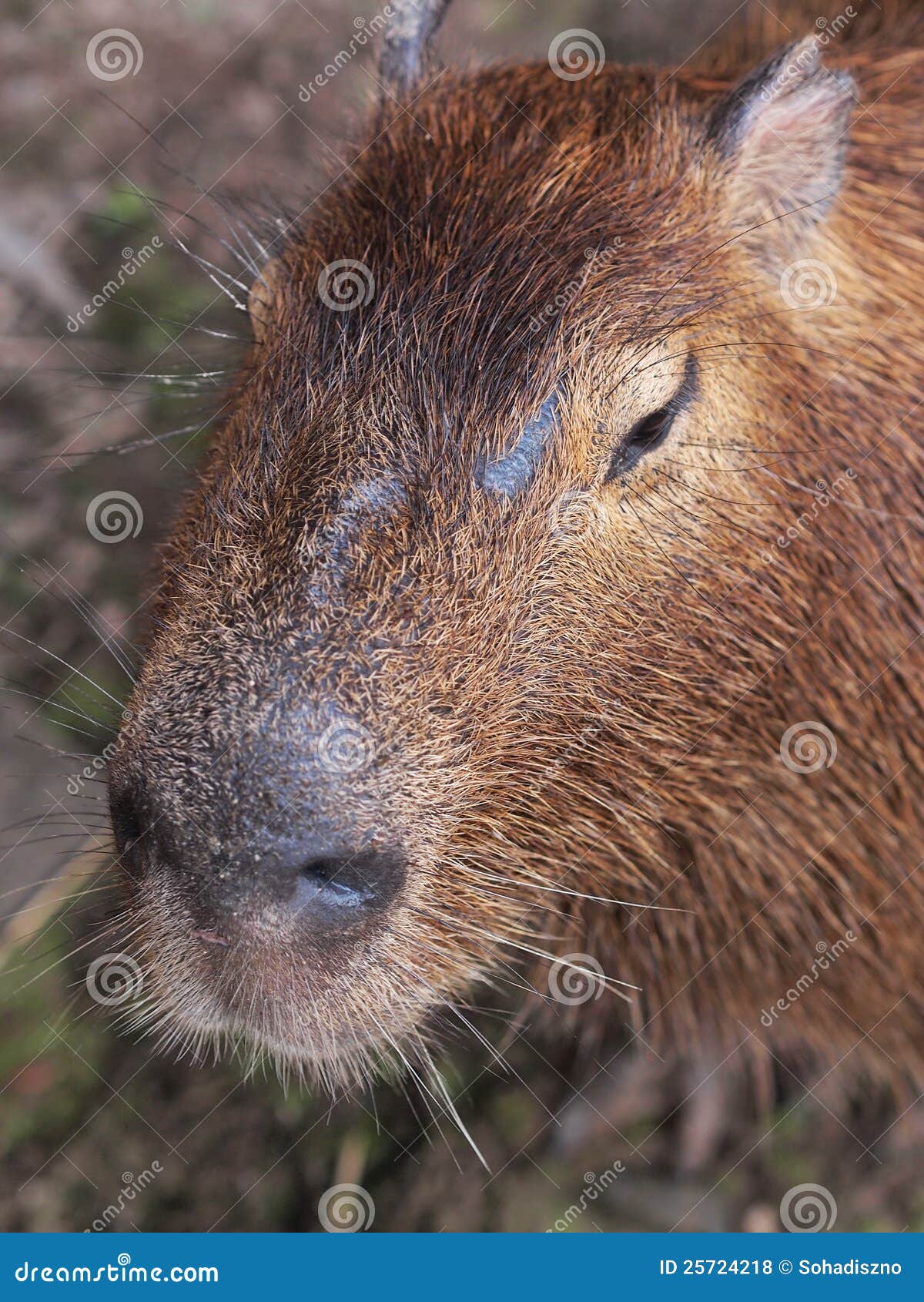 Female Capybara Feeding Stock Image | CartoonDealer.com #169968541